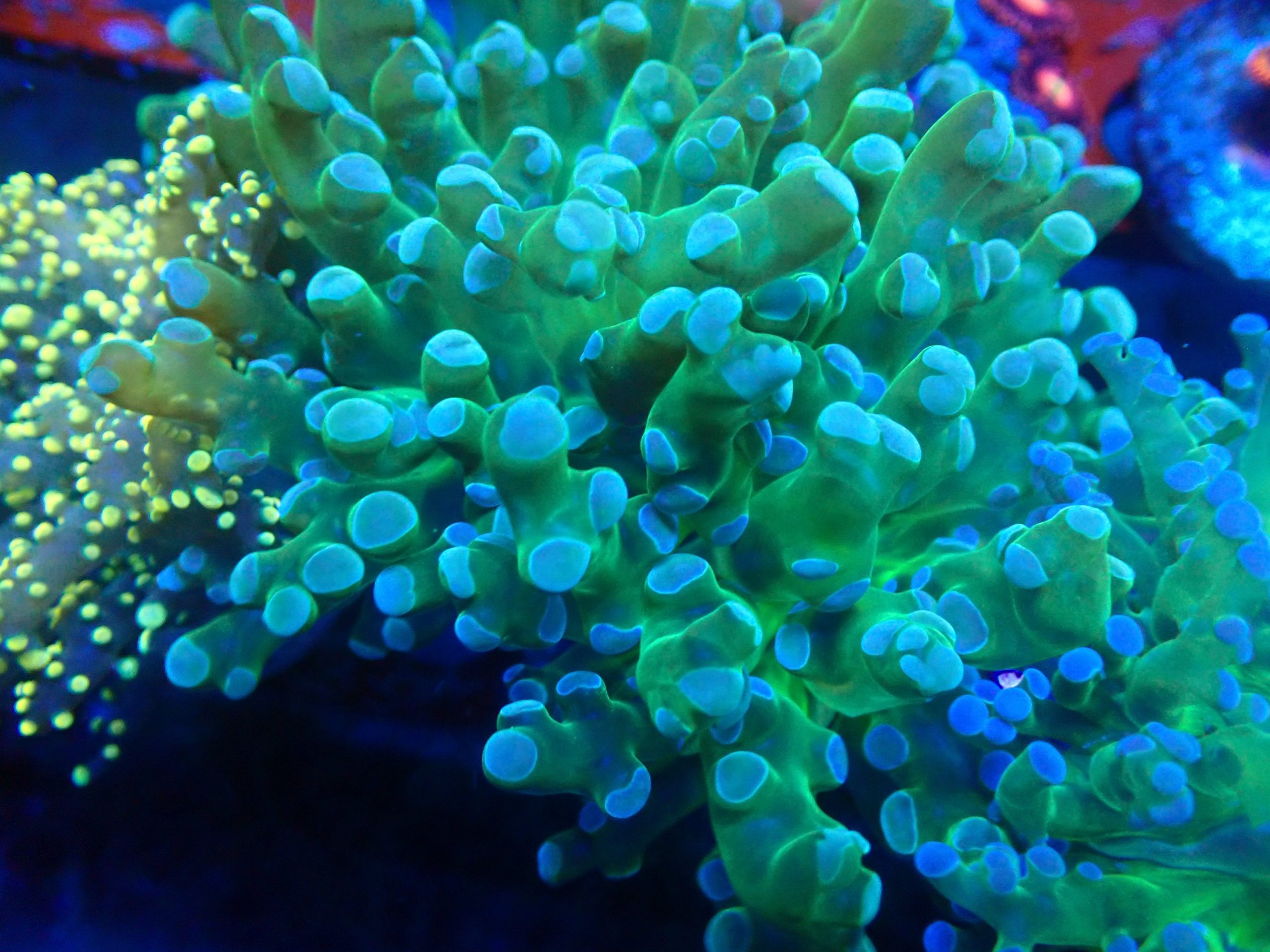 Blackfish Marine | Aquarium | Marine Livestock Online