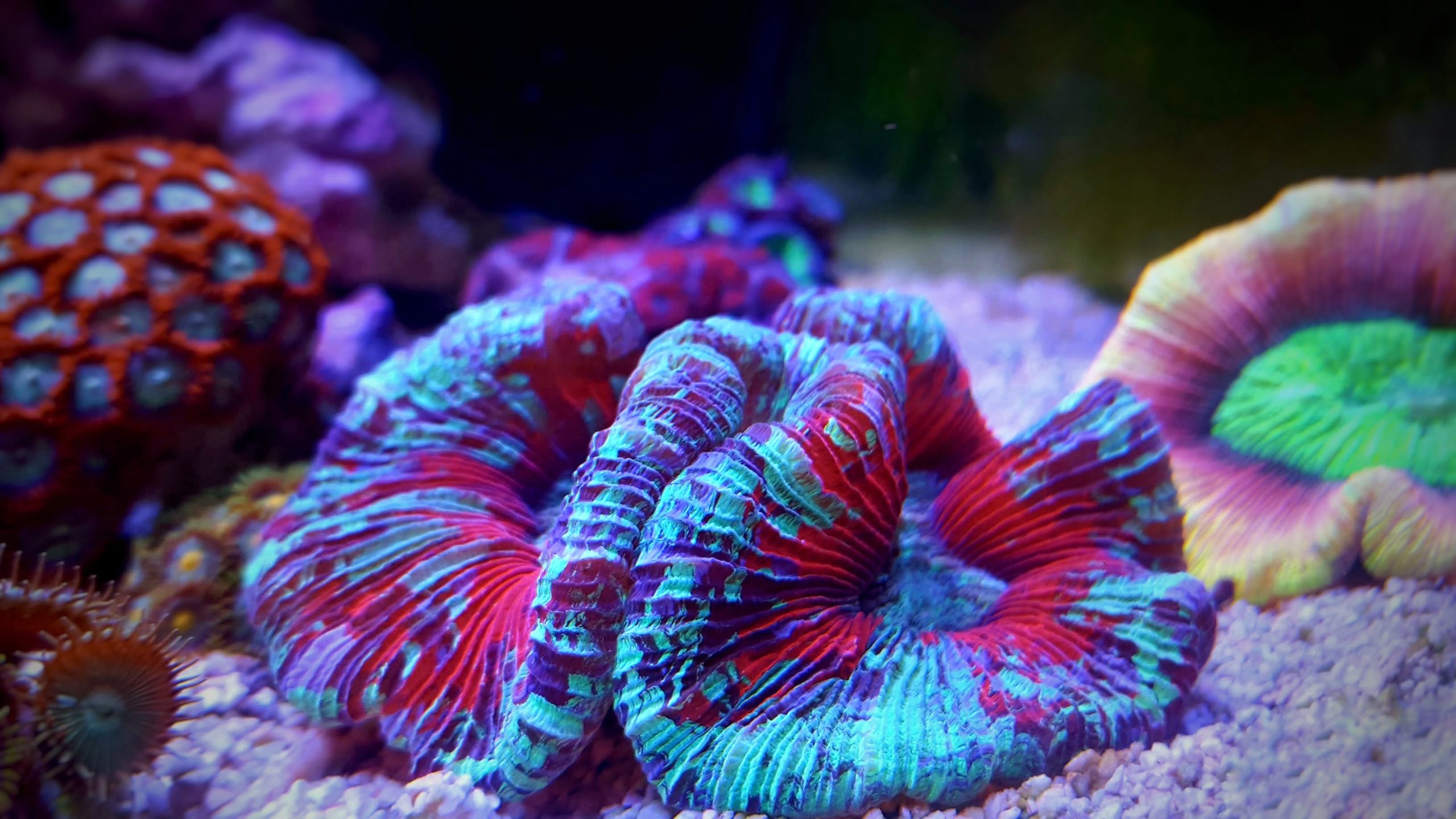 How to Keep a Trachyphyllia Coral - Blackfish Marine