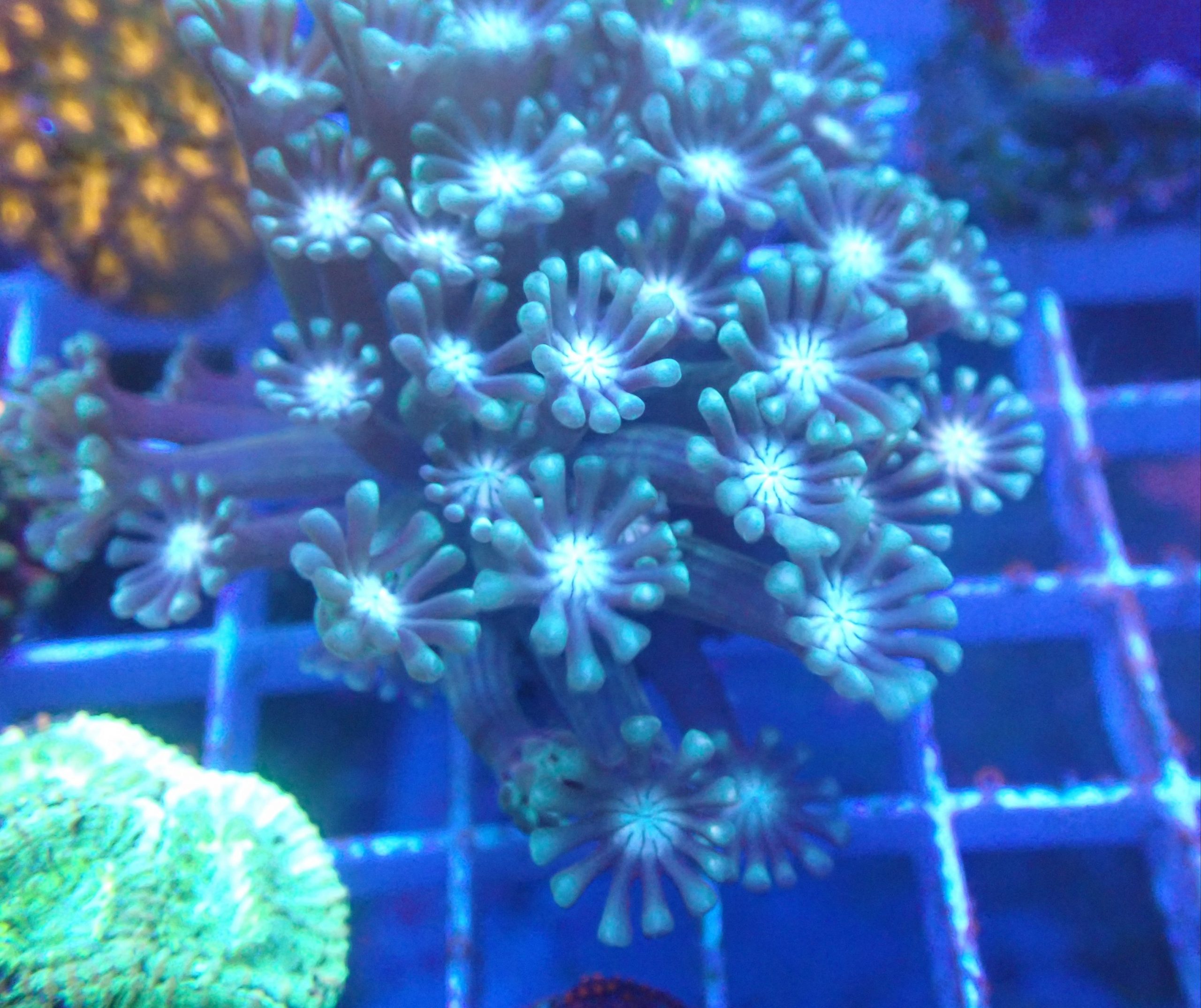 Alveopora Frag - Blackfish Marine
