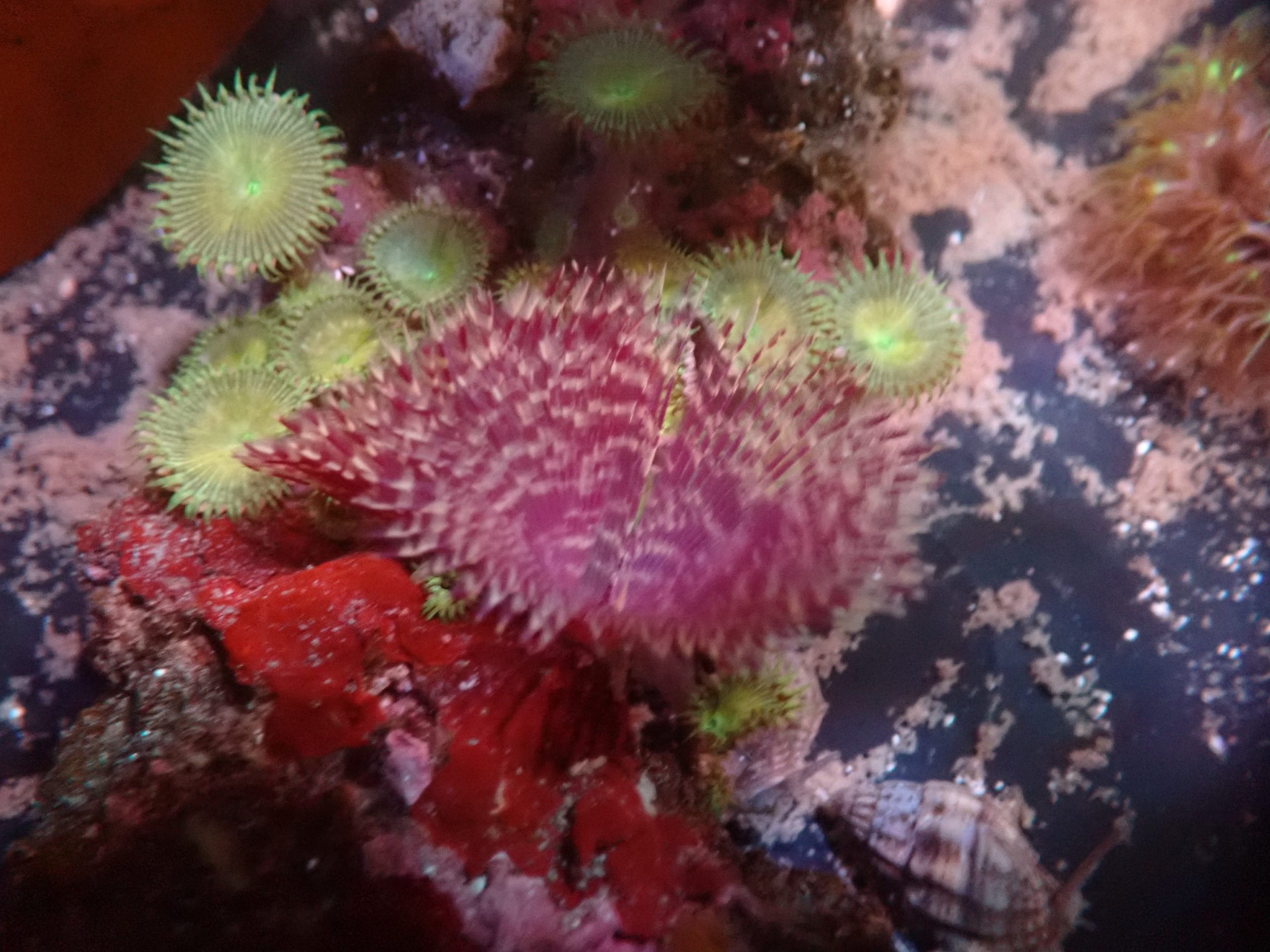 Feather Duster - Blackfish Marine