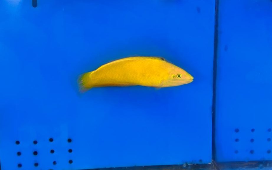 Marine Fish Archives - Blackfish Marine