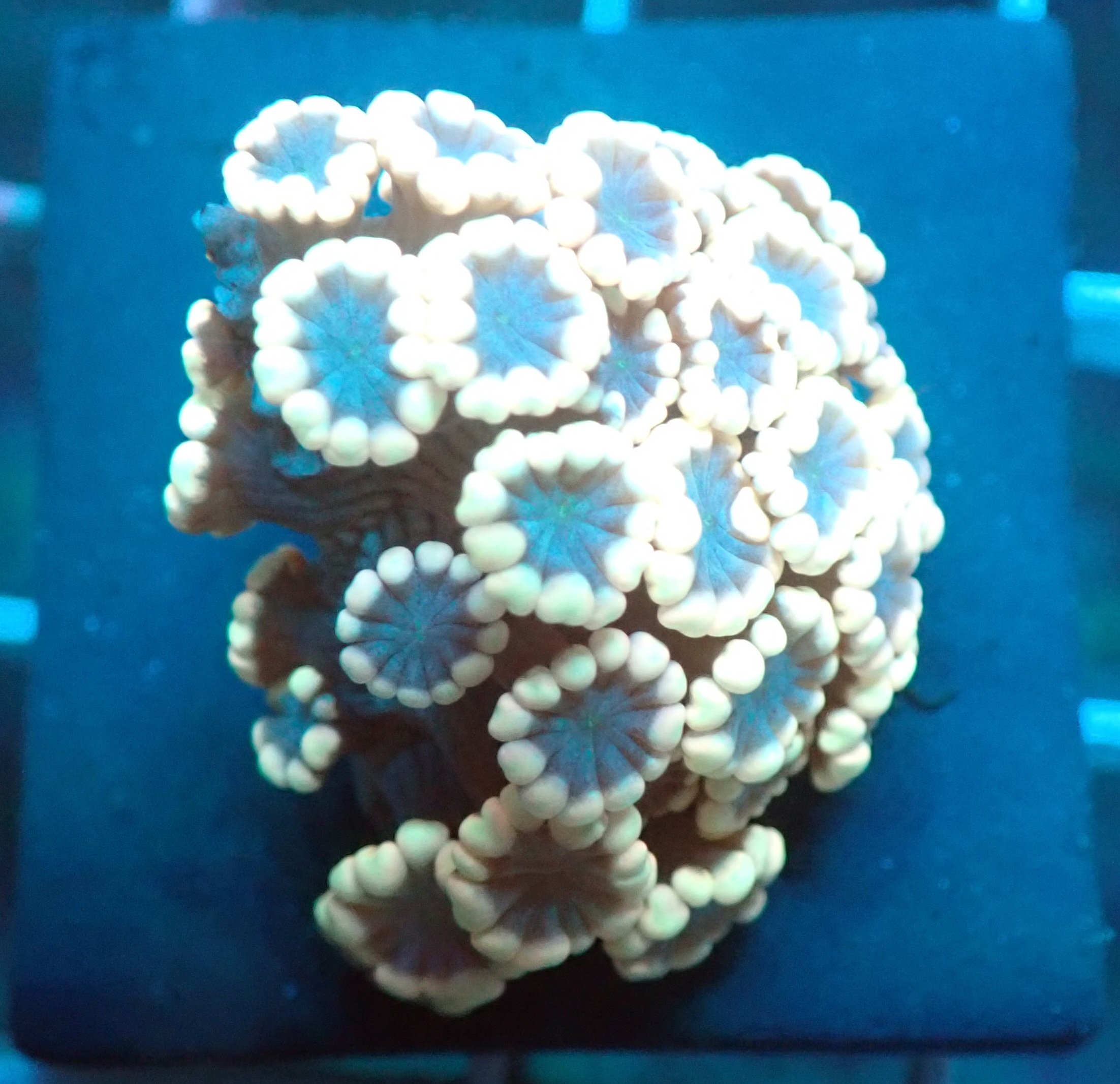 Rainbow Alveopora Frag - Blackfish Marine