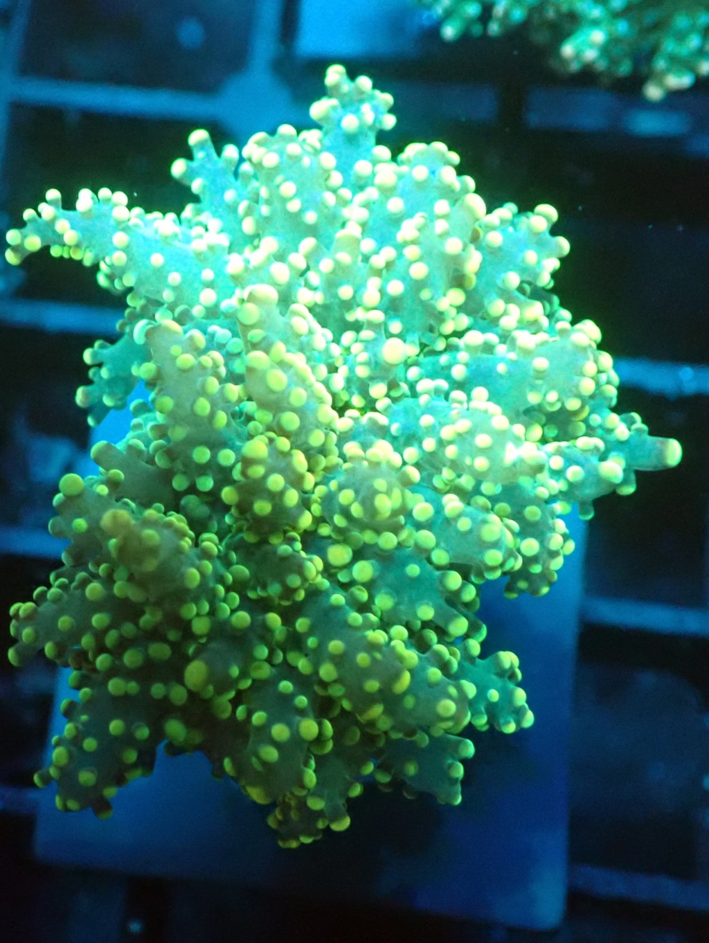 Frogspawn Archives - Blackfish Marine