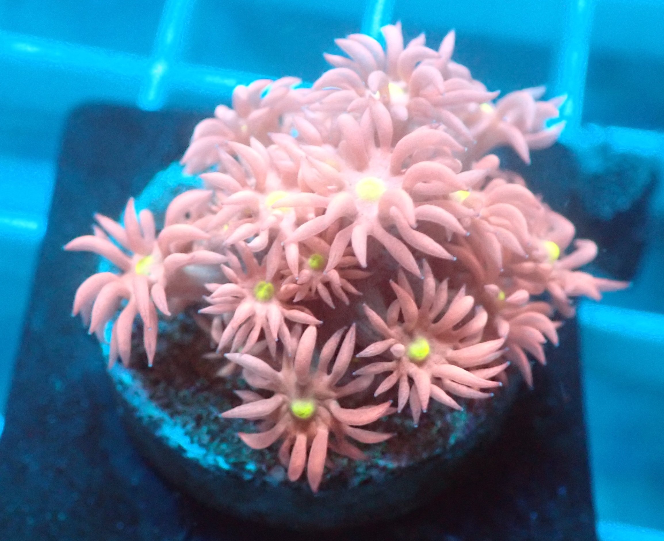 Pink Goniopora Frag - Blackfish Marine