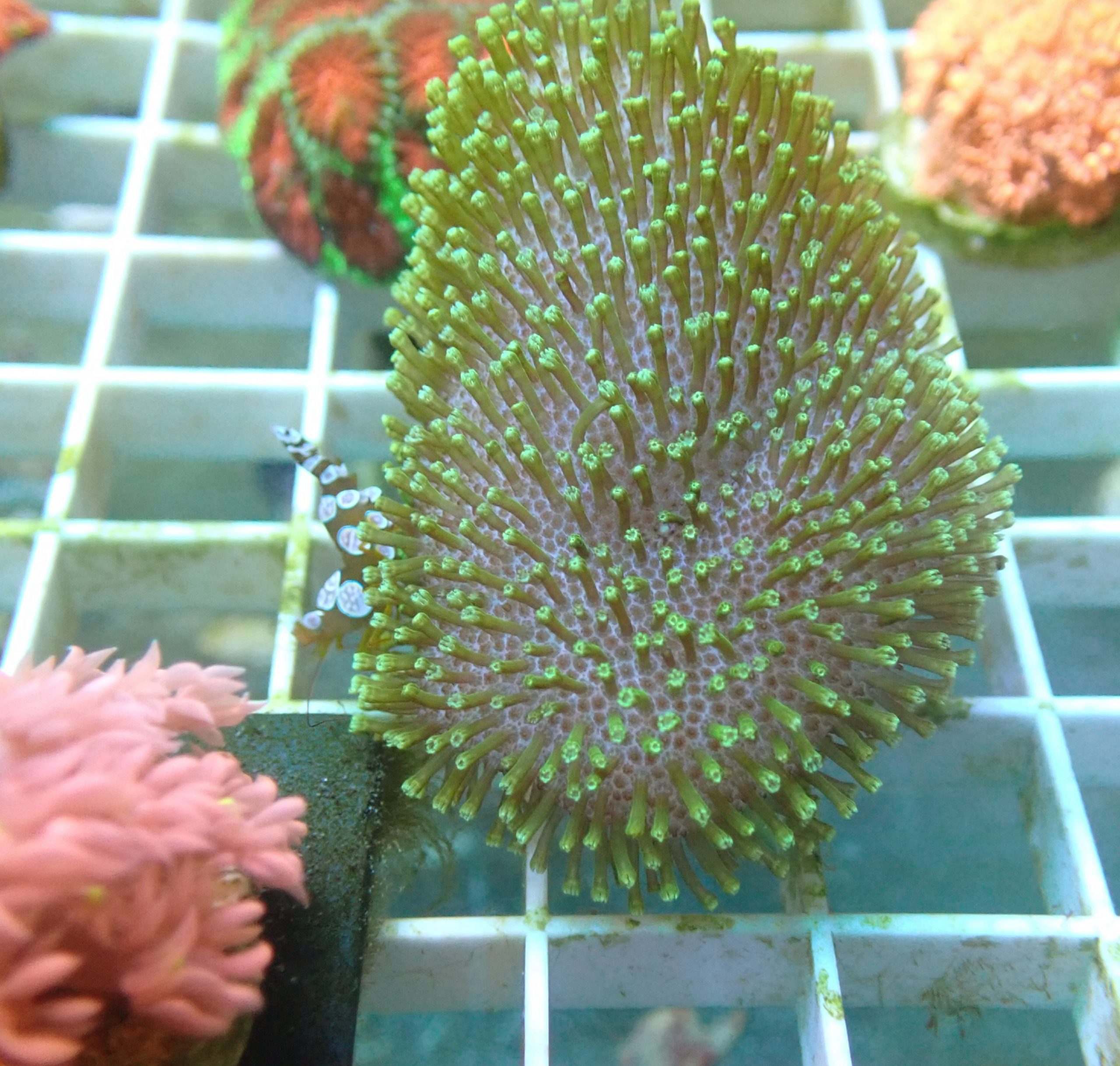 Toadstool Coral - Blackfish Marine