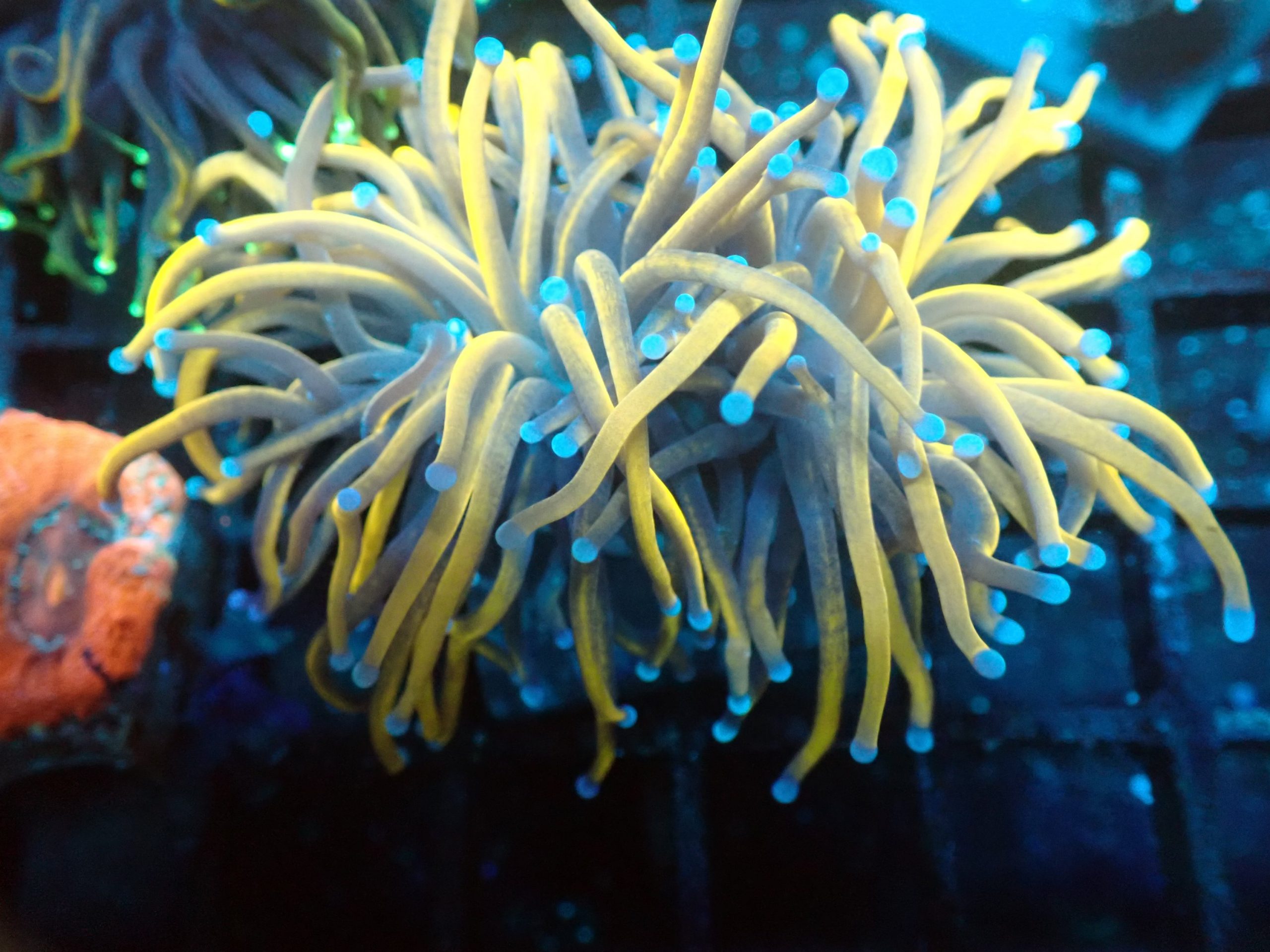 24K Torch - Blackfish Marine