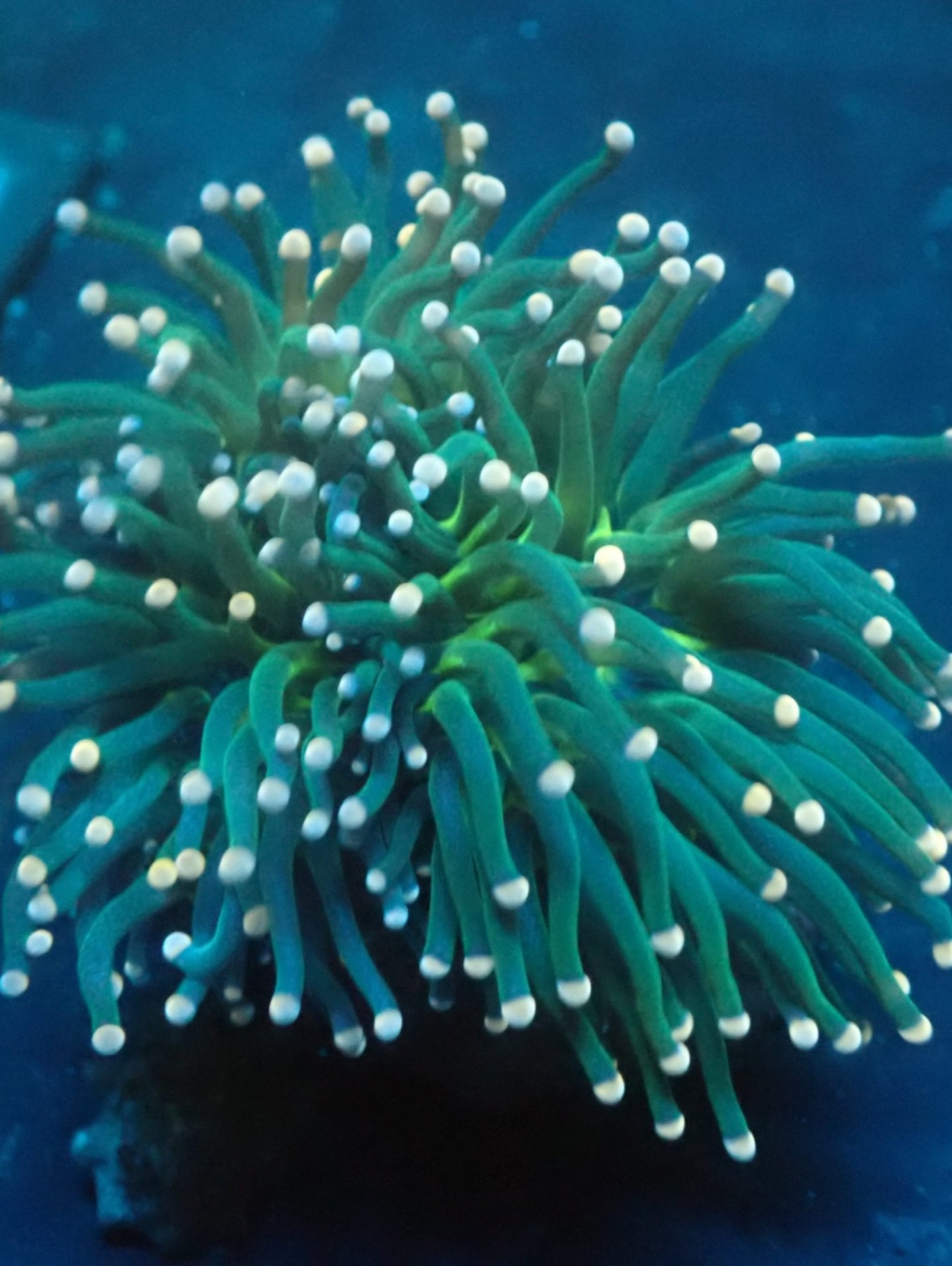 Torch Corals - Blackfish Marine Cheap Corals Mail Order