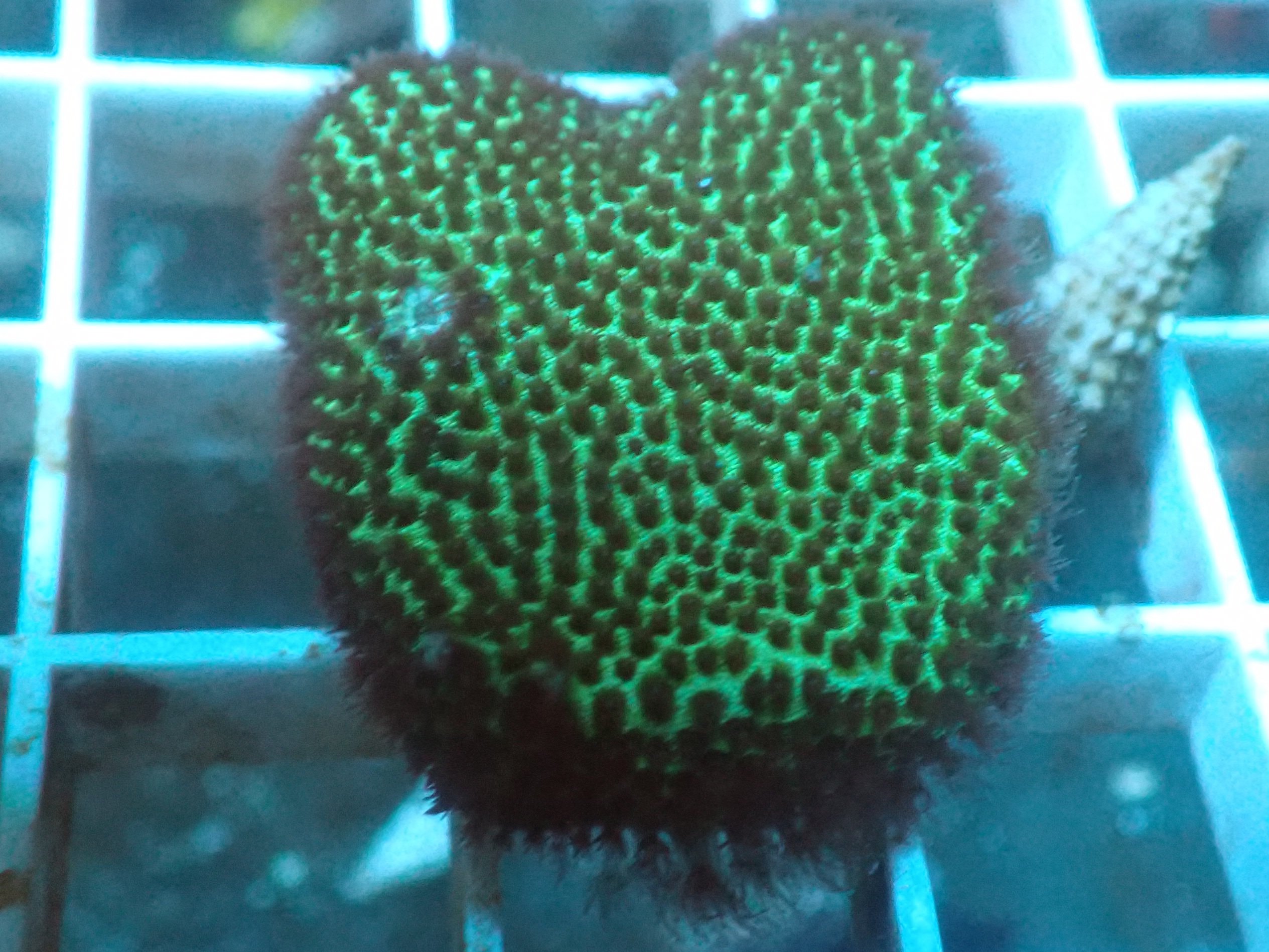 Coral Frag - Blackfish Marine