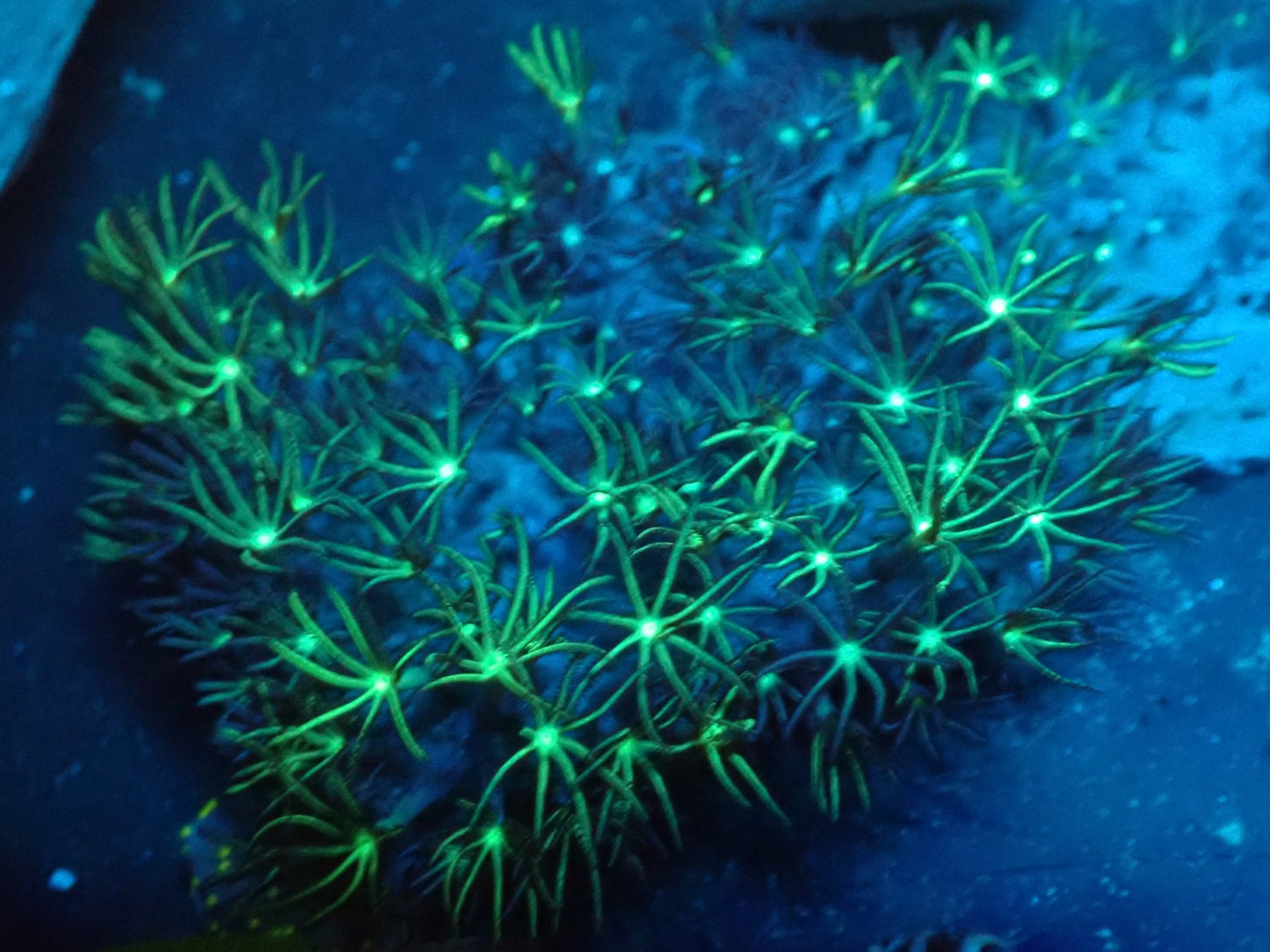 Gsp soft coral Frag - Blackfish Marine