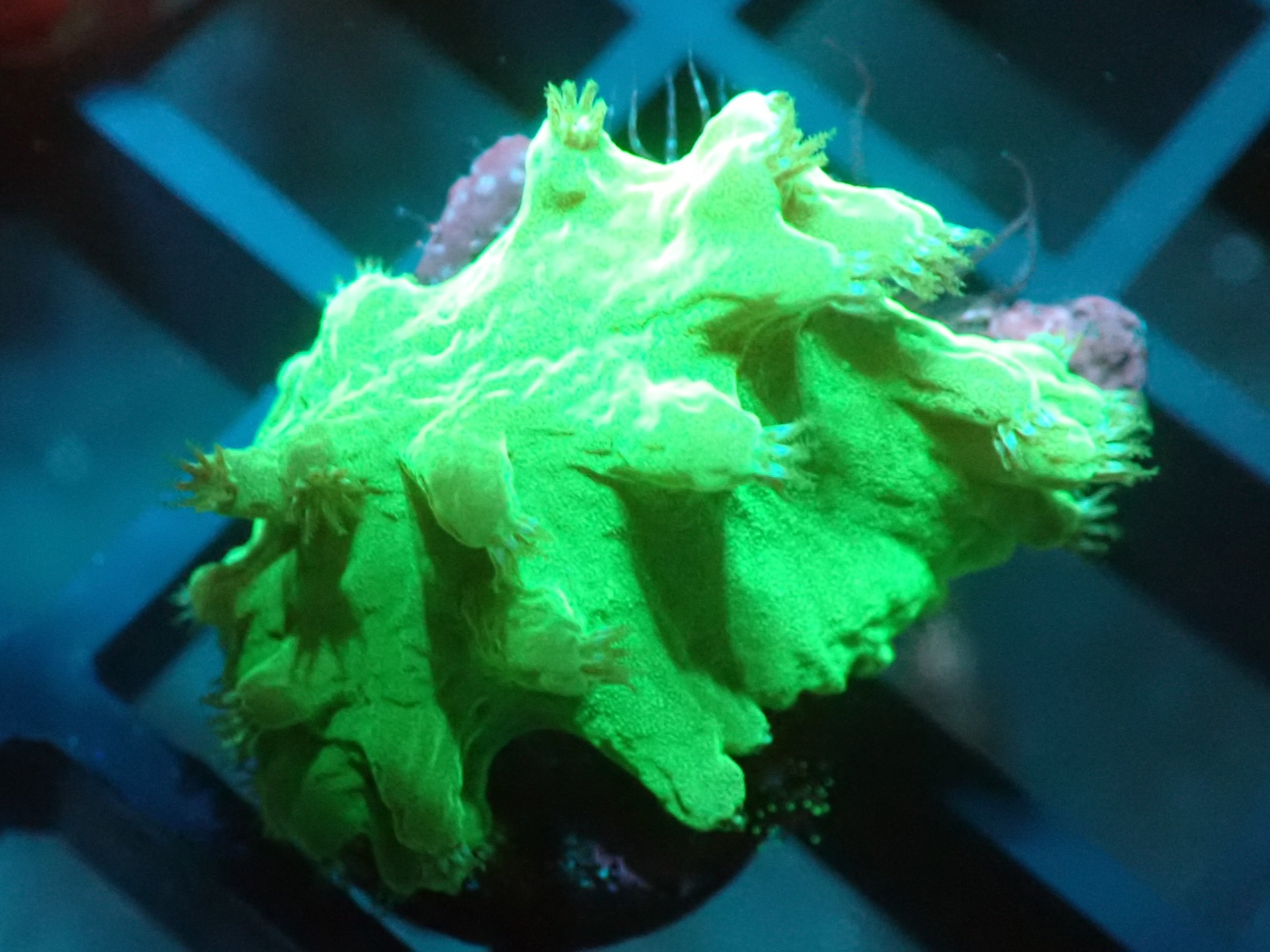 Coral Frag - Blackfish Marine