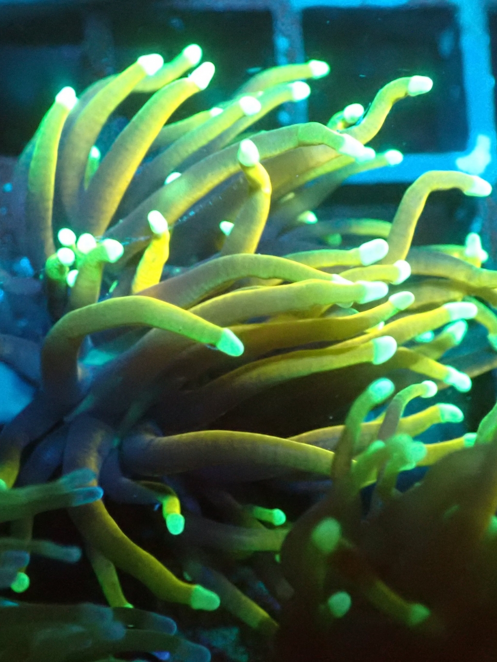 Torch Corals - Blackfish Marine Great Value, High Quality Mail Order Corals