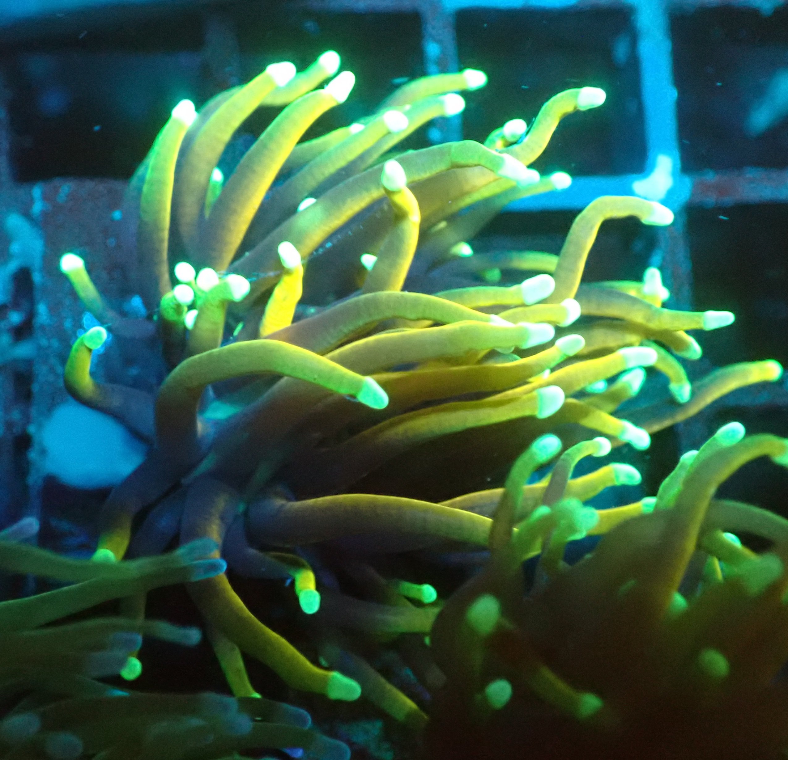 Torch Corals - Blackfish Marine Cheap Corals Mail Order