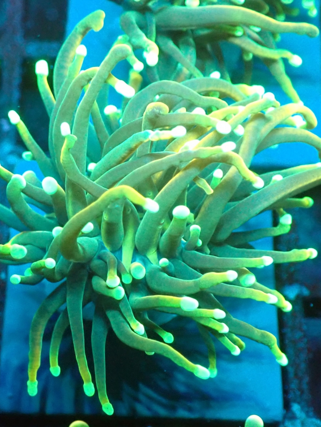 Torch Corals - Blackfish Marine Cheap Corals Mail Order