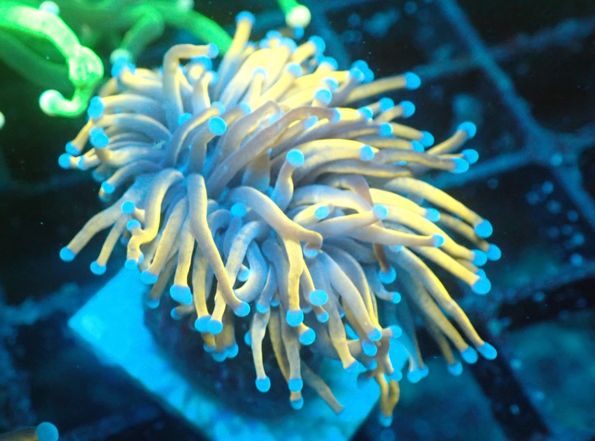 24K Torch Coral - Blackfish Marine