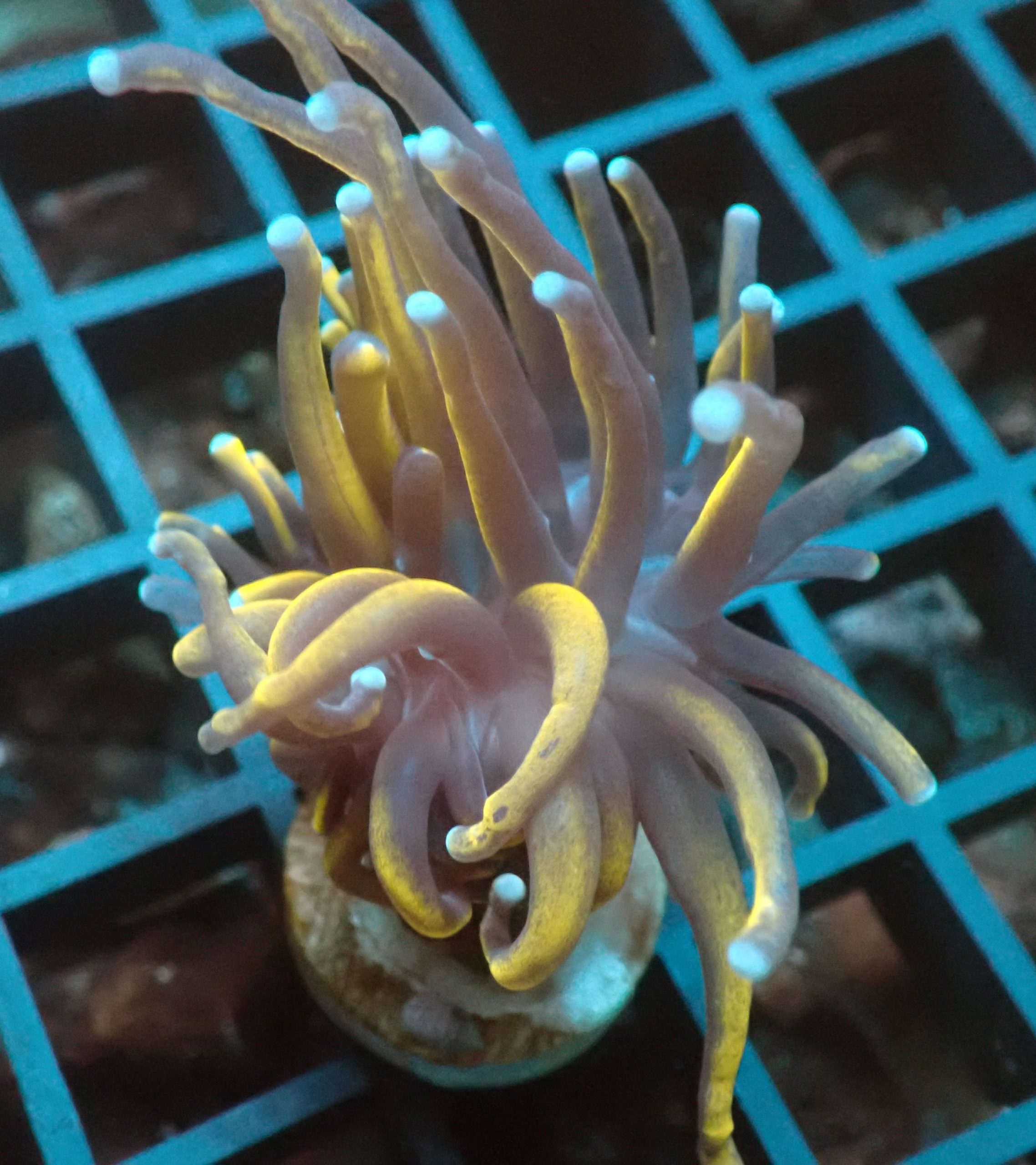 Torch Corals - Blackfish Marine Great Value, High Quality Mail Order Corals