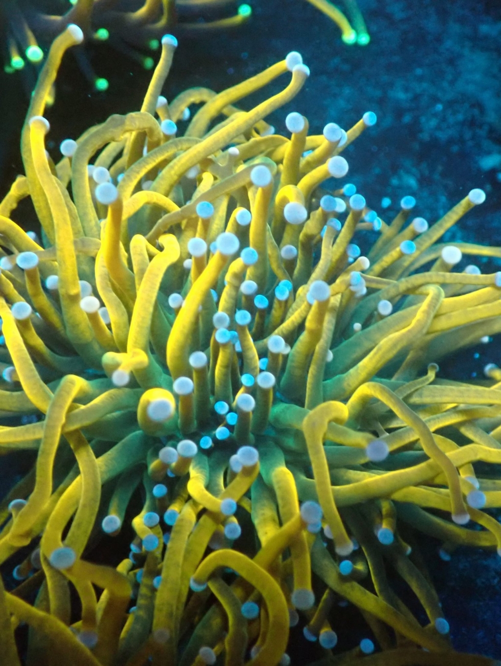 Torch Corals - Blackfish Marine Great Value, High Quality Mail Order Corals