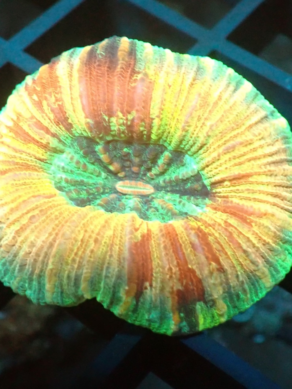 Trachyphyllia - Blackfish Marine Great Value, High Quality Mail Order ...