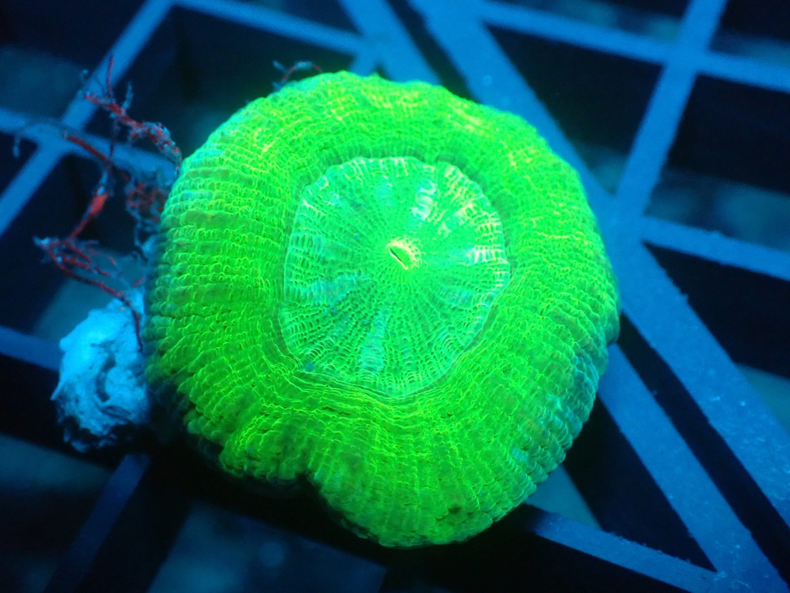 Acan Maxima Coral - Blackfish Marine