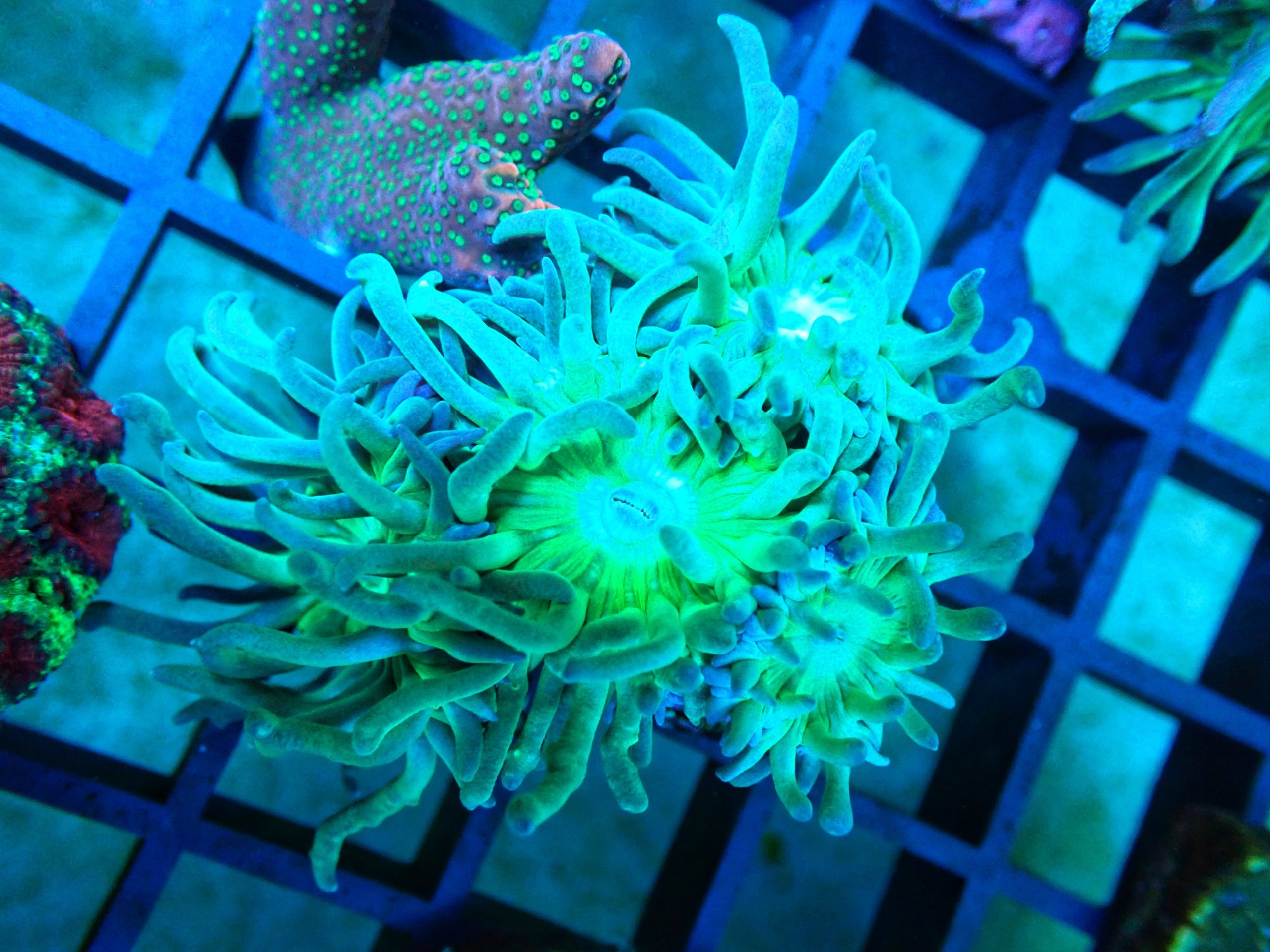 Duncan Coral - Blackfish Marine