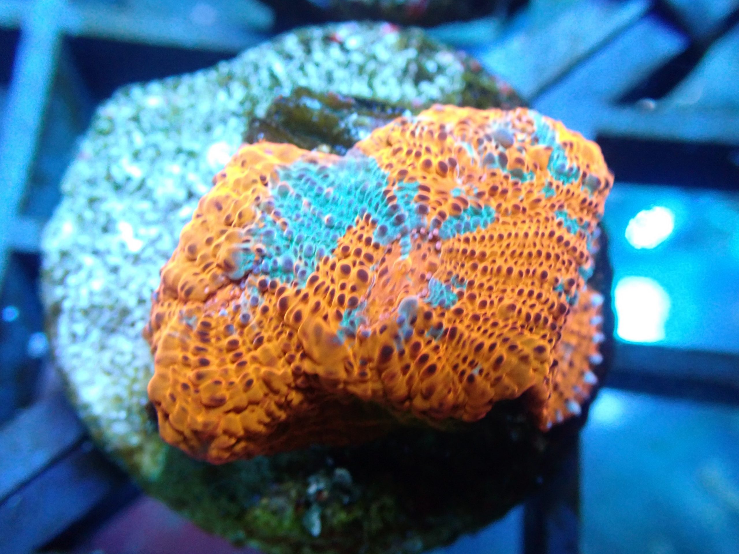 Blue And Gold Chalice Frag - Blackfish Marine