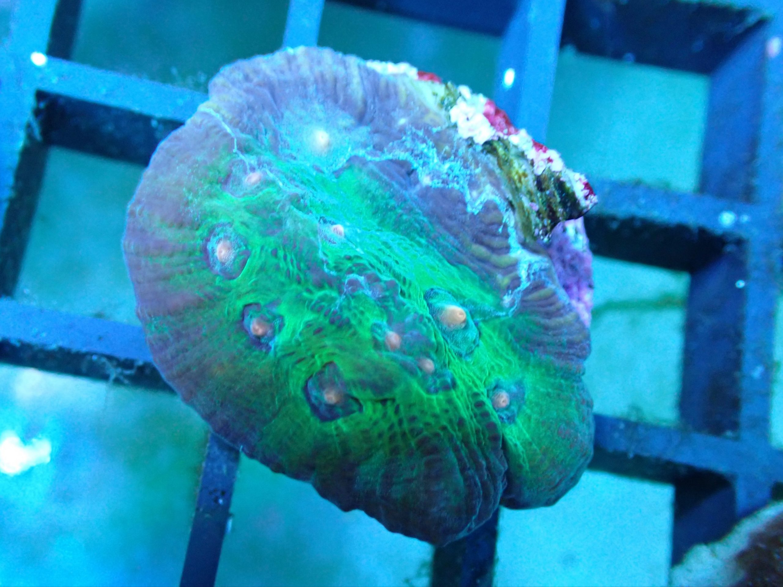 Alien Eye Chalice Frag - Blackfish Marine