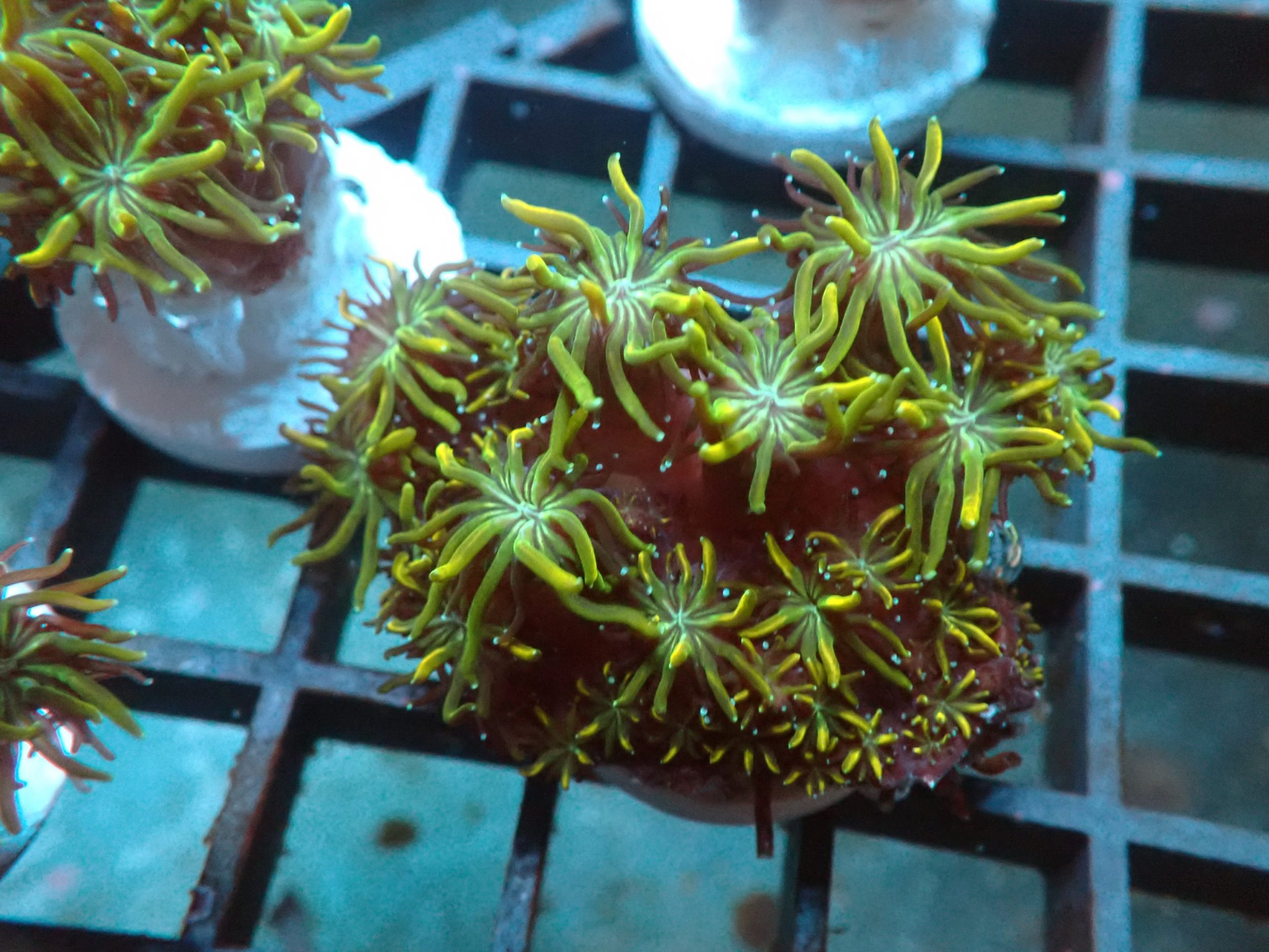 Fruit Loop Galaxia Coral Frag - Blackfish Marine