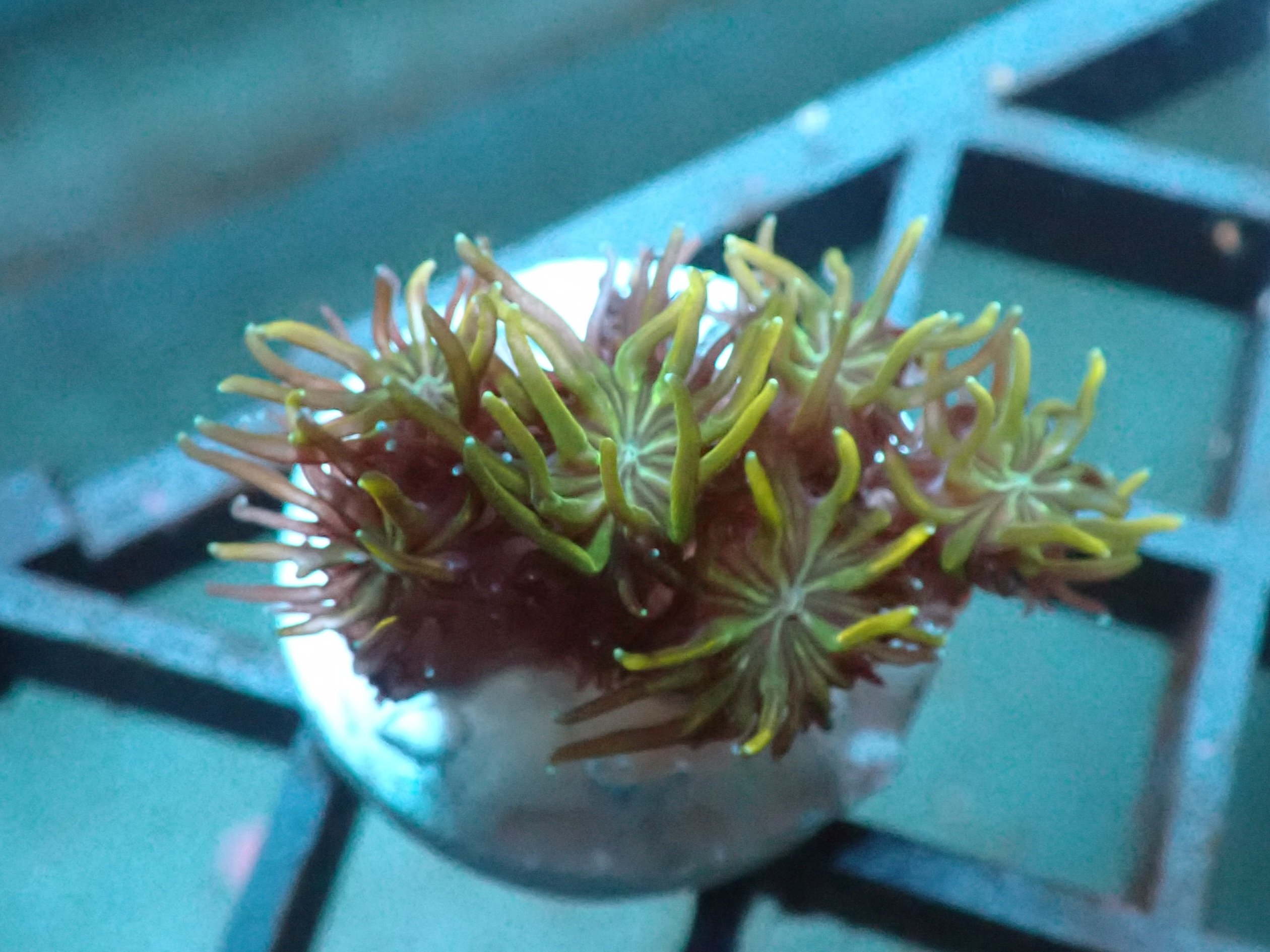 Fruit Loop Galaxia Coral Frag - Blackfish Marine