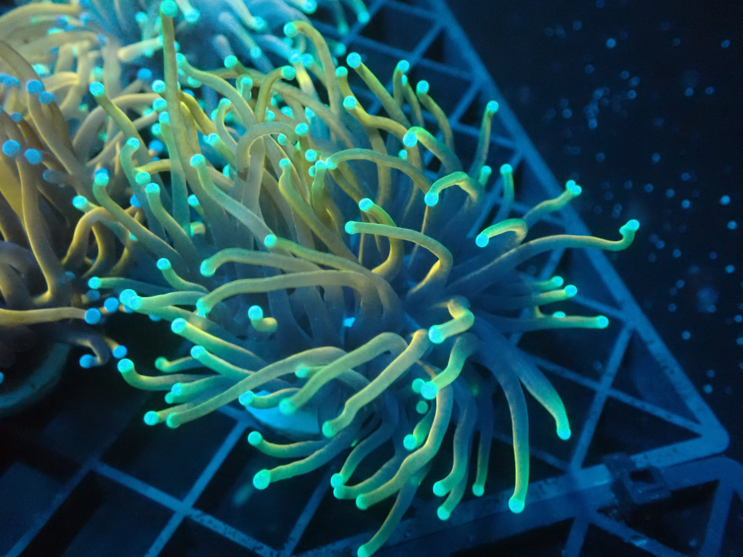 Dragon Soul Torch Coral - Blackfish Marine