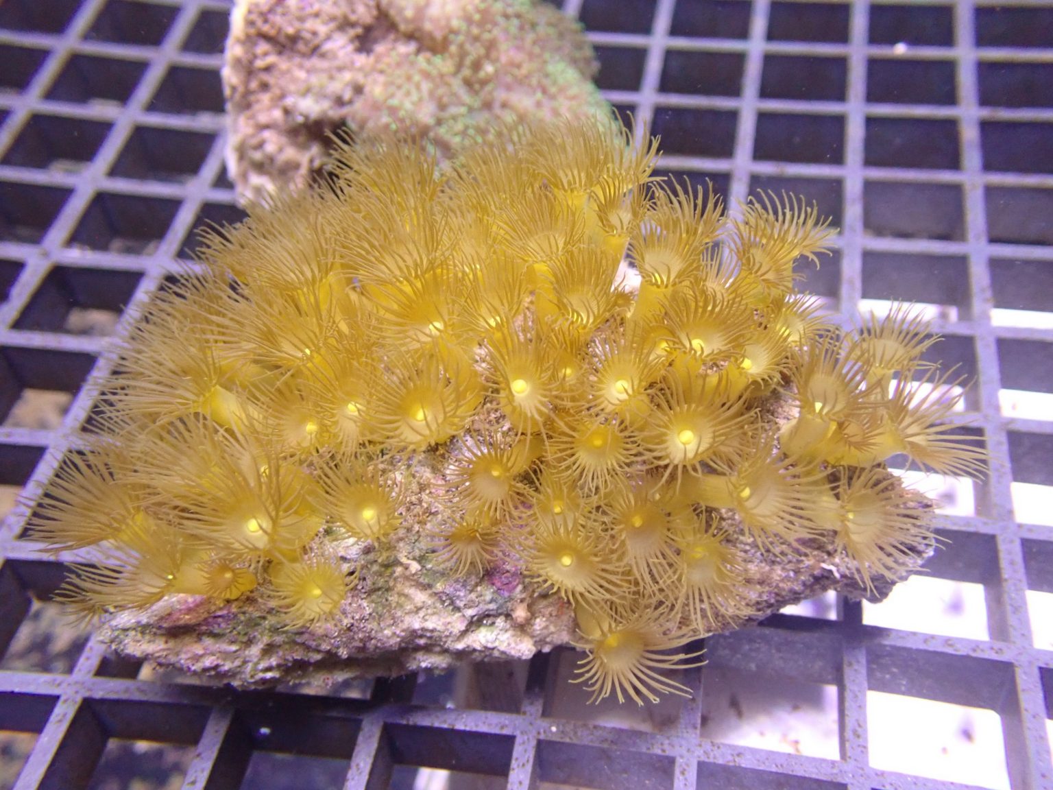 Yellow Polyp (Parazoanthus) Soft Coral Rock - Blackfish Marine