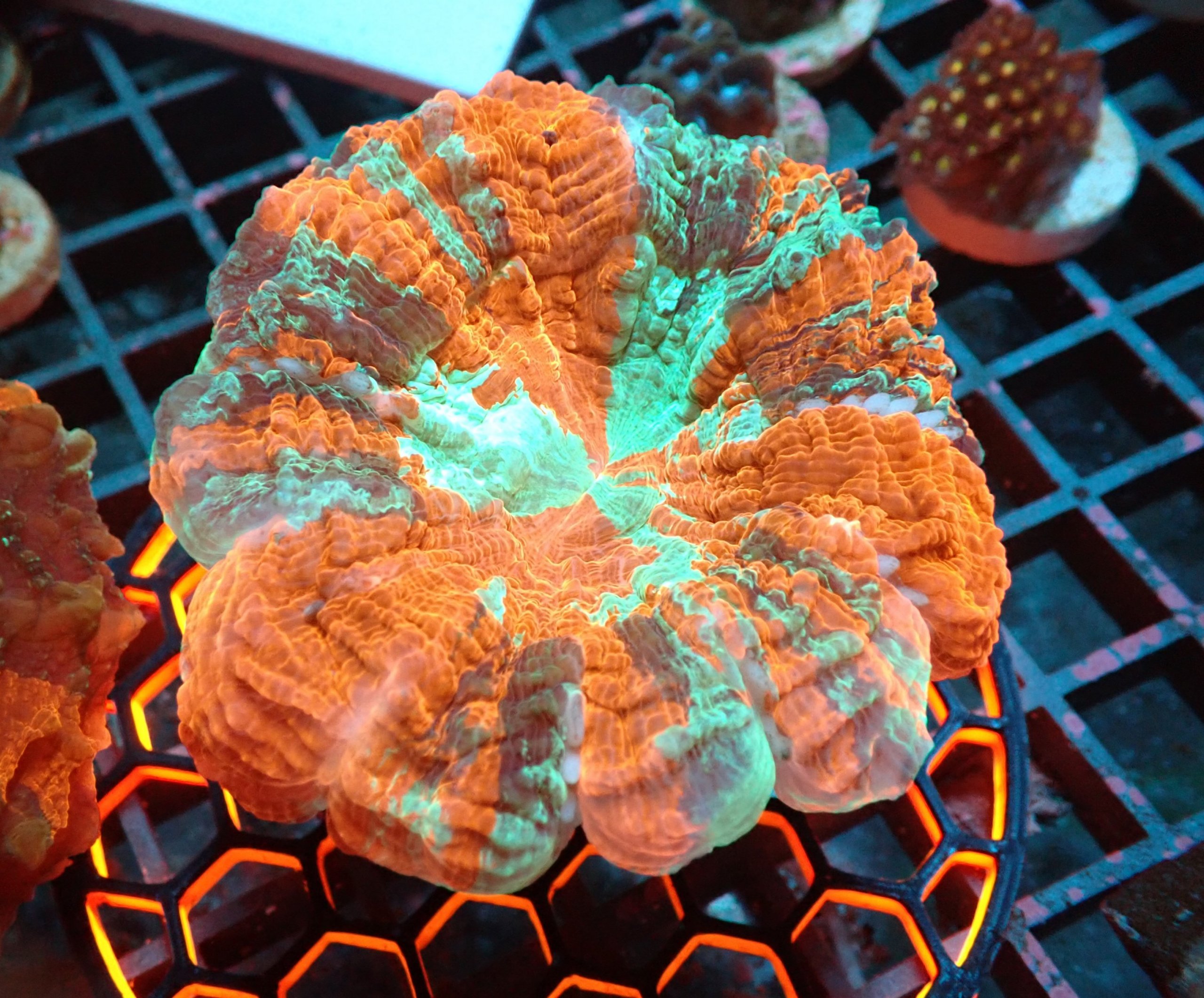 A Guide to Mixing Fish and Corals: What You Need to Know - Blackfish Marine