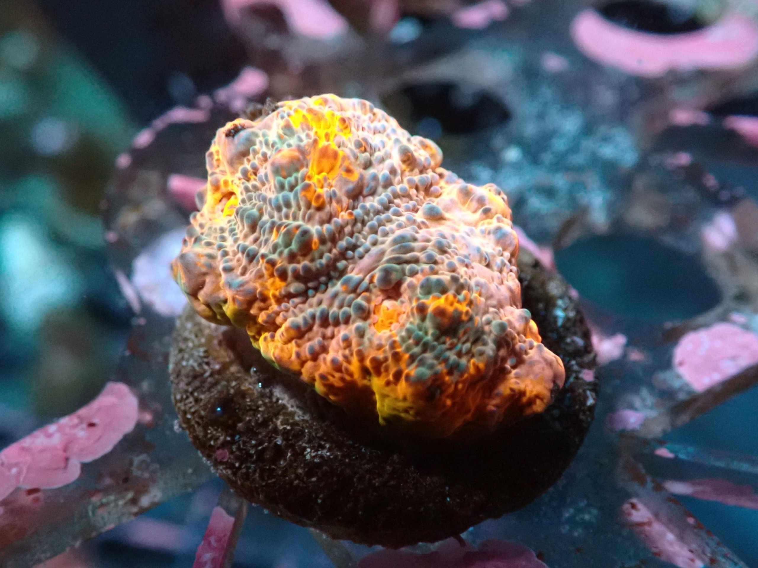 Rainbow Chalice Coral - Blackfish Marine
