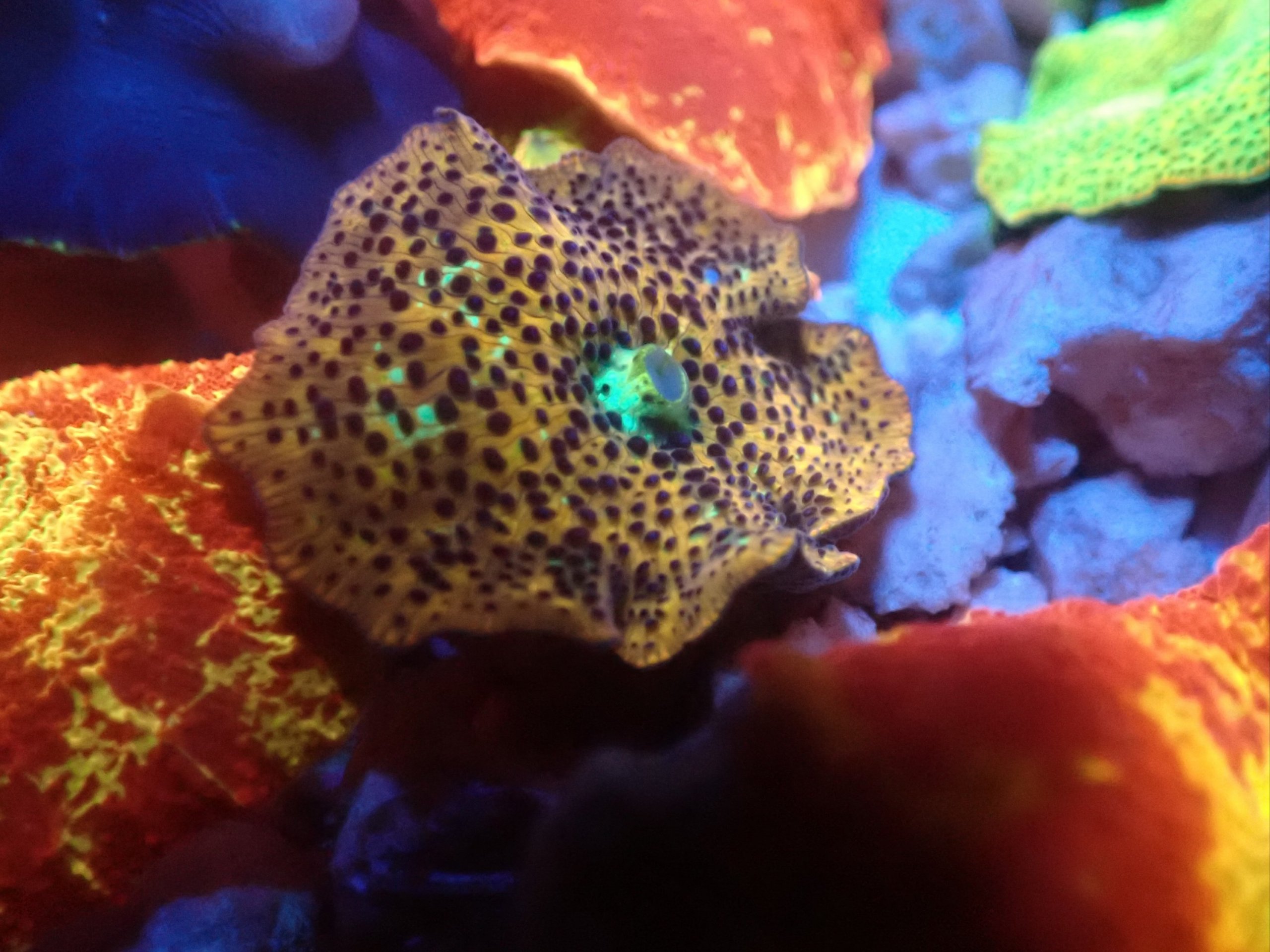 Leopard Discosoma Mushroom - Blackfish Marine