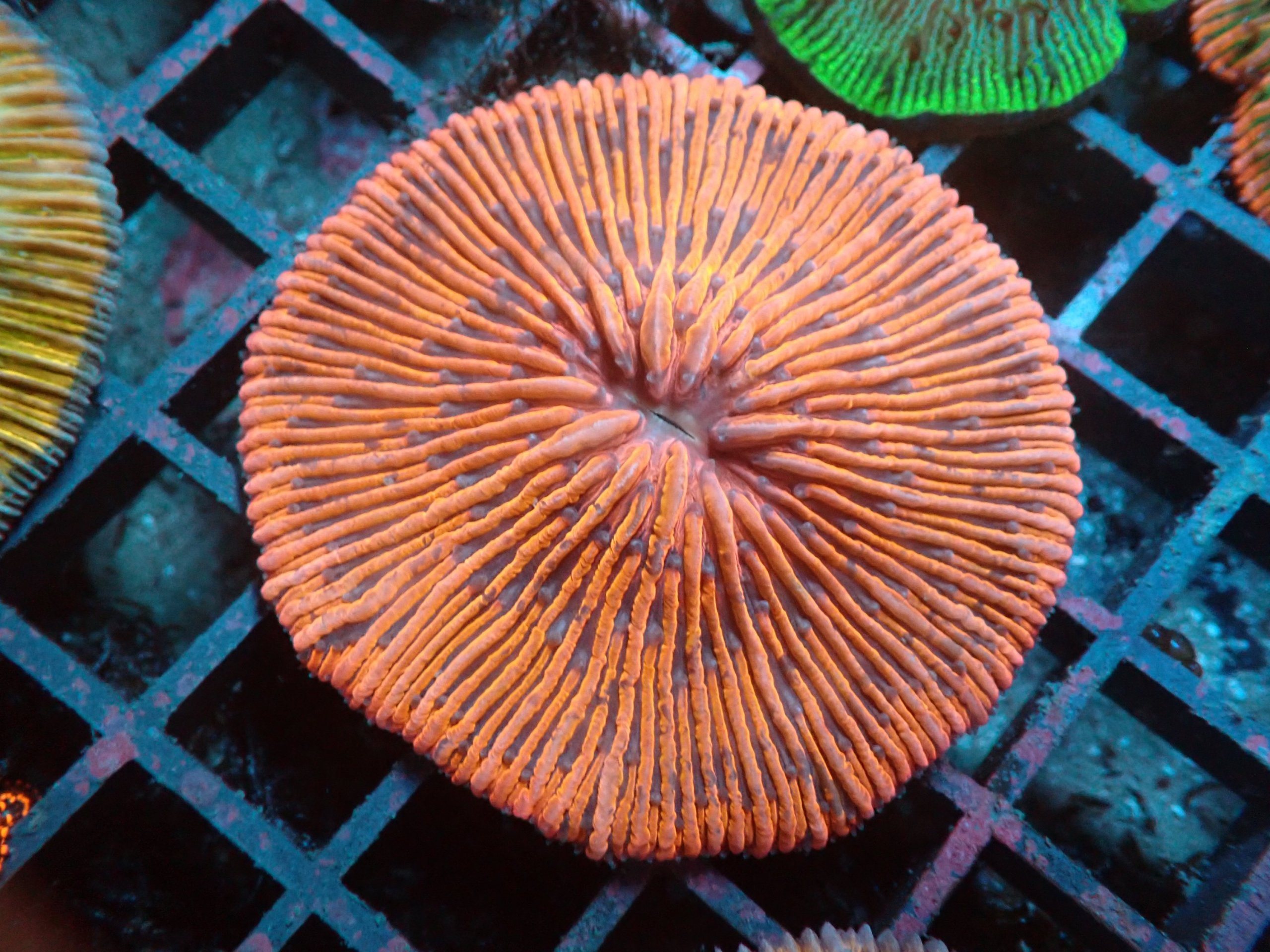Fungia Plate Coral - Blackfish Marine