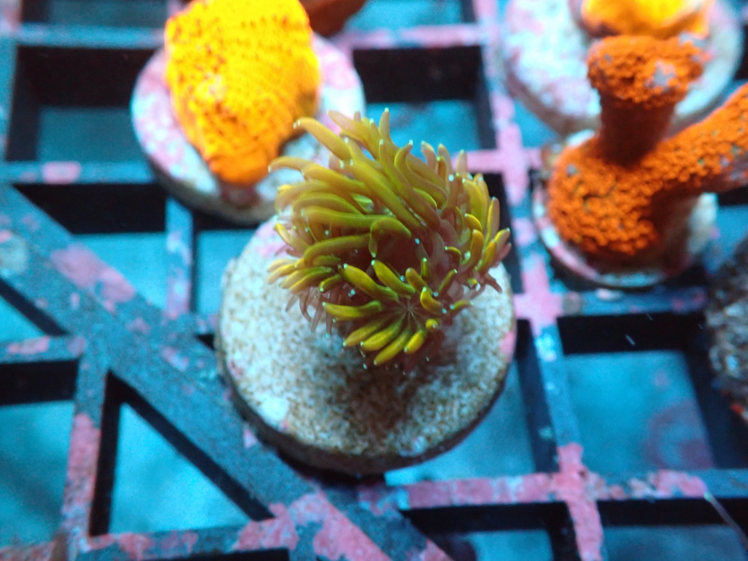 Fruit Loop Galaxia Coral Frag - Blackfish Marine