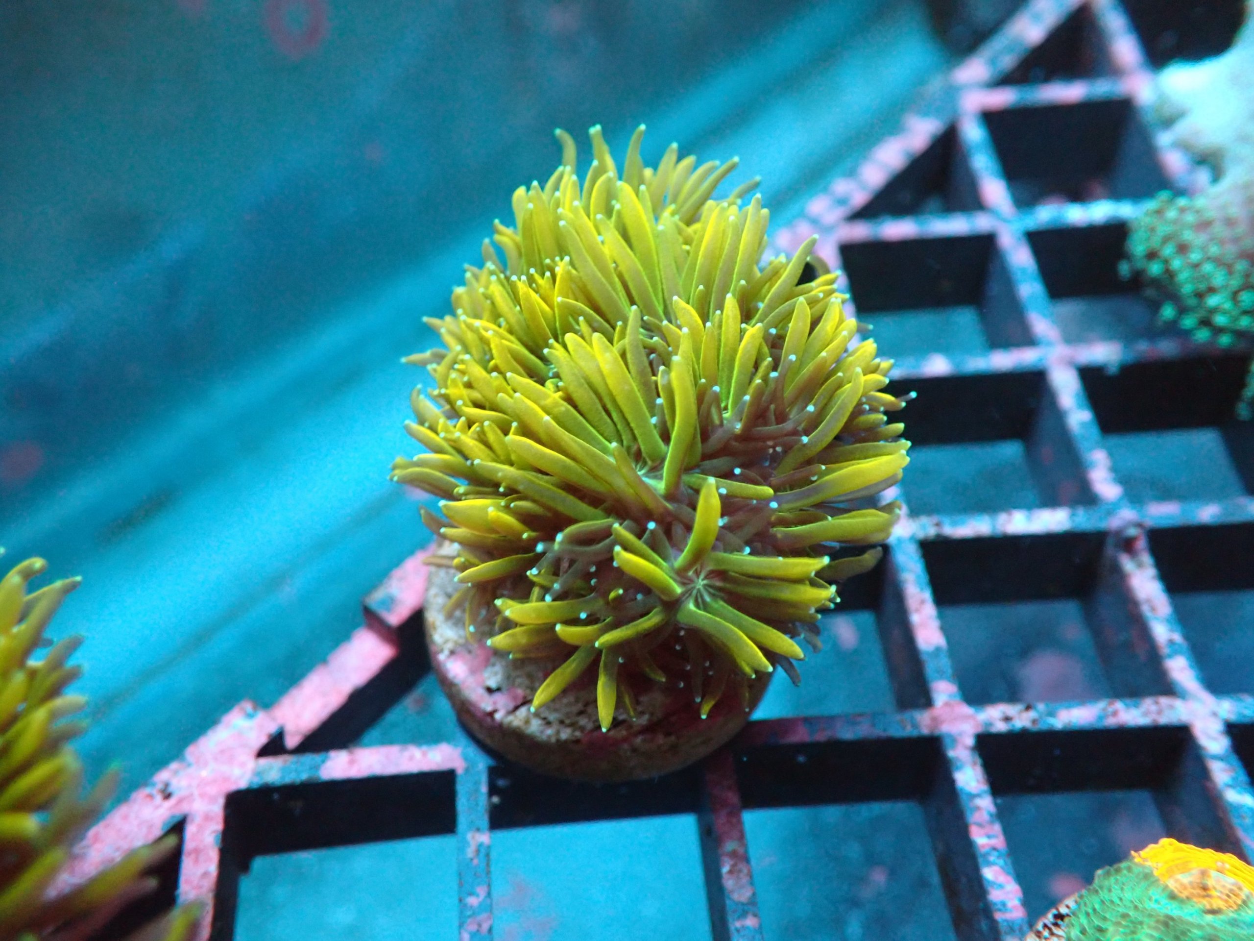 Fruit Loop Galaxia Coral Frag - Blackfish Marine