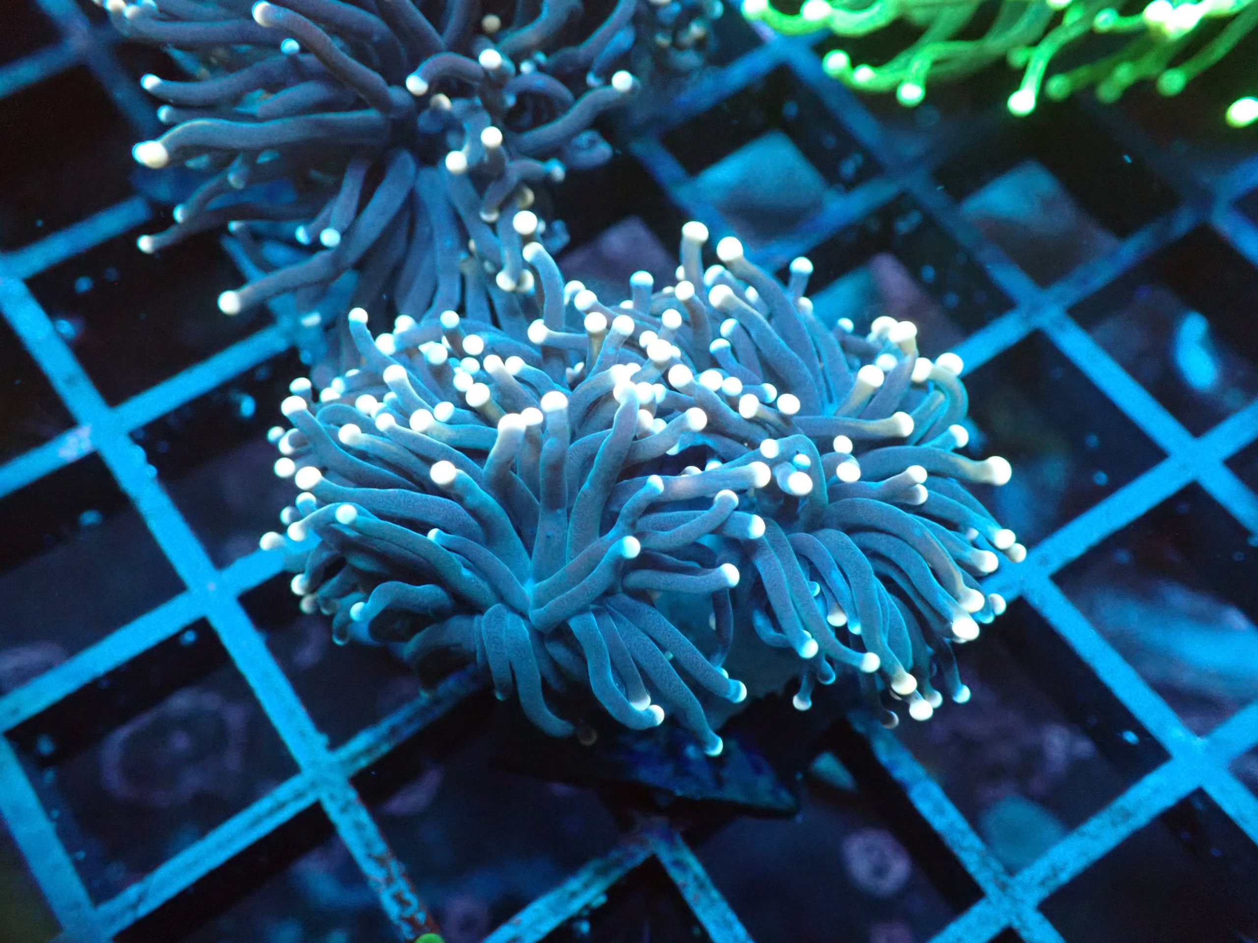 Duel Tip Black Torch Coral - Blackfish Marine