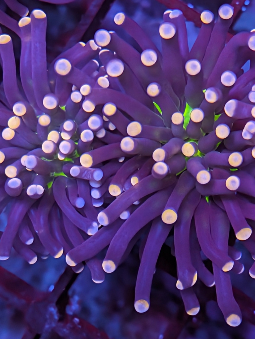 Torch Corals - Blackfish Marine Great Value, High Quality Mail Order Corals