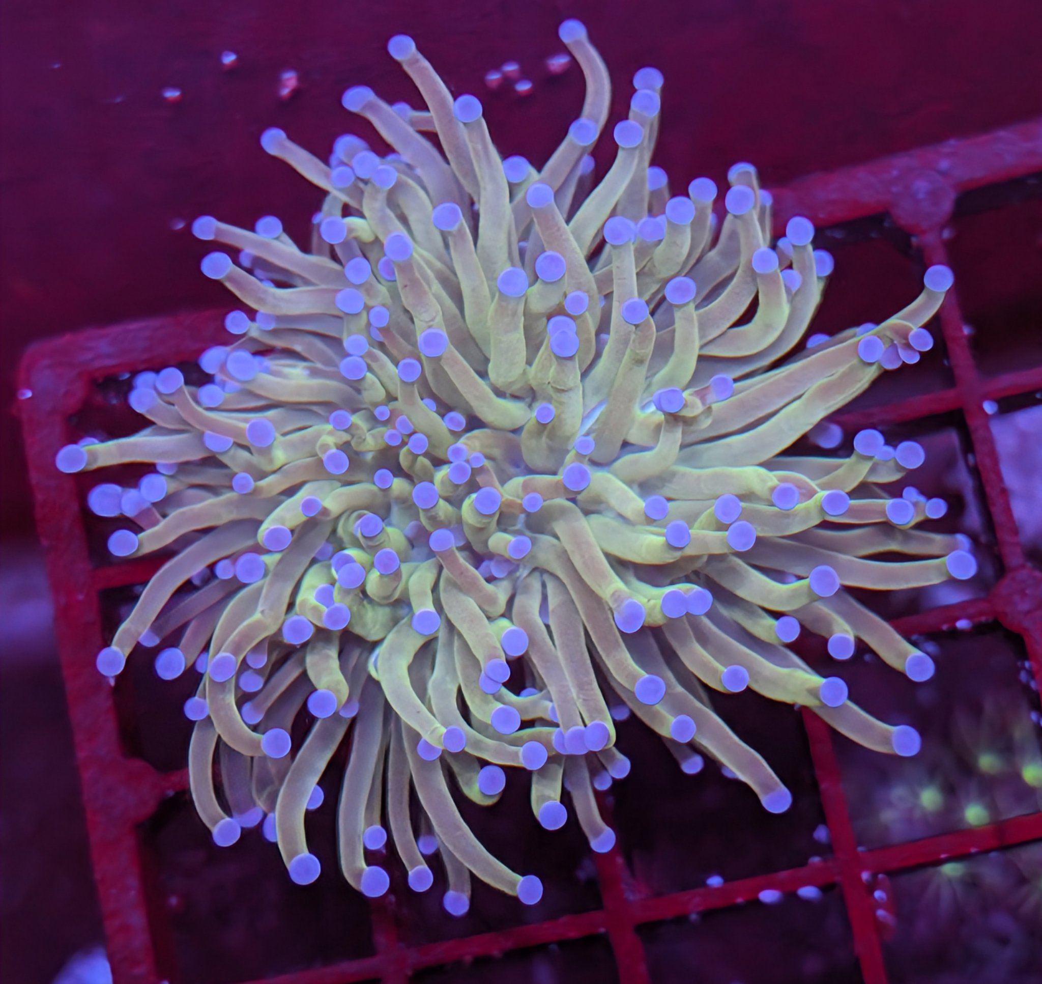 Blue Tip Torch Coral - Blackfish Marine
