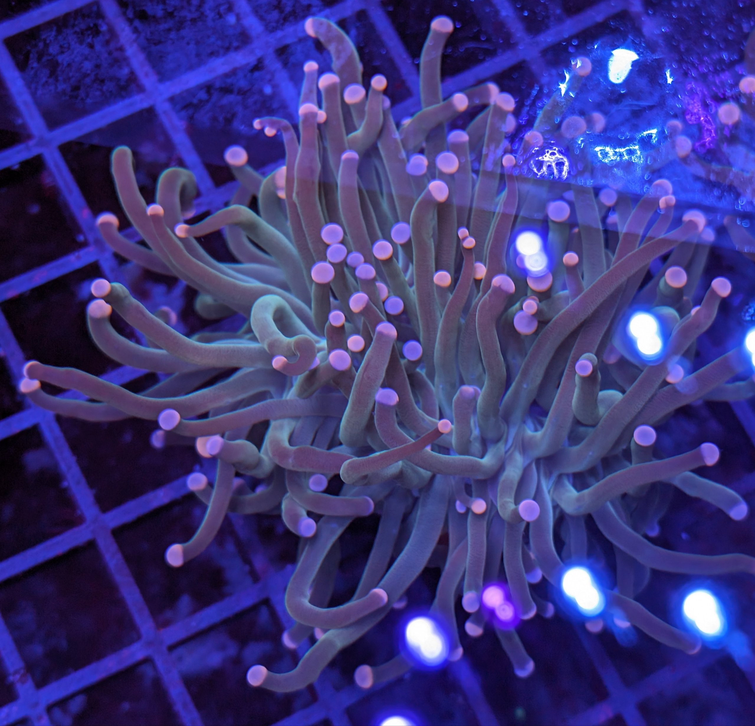 Duel Tip Torch Coral - Blackfish Marine
