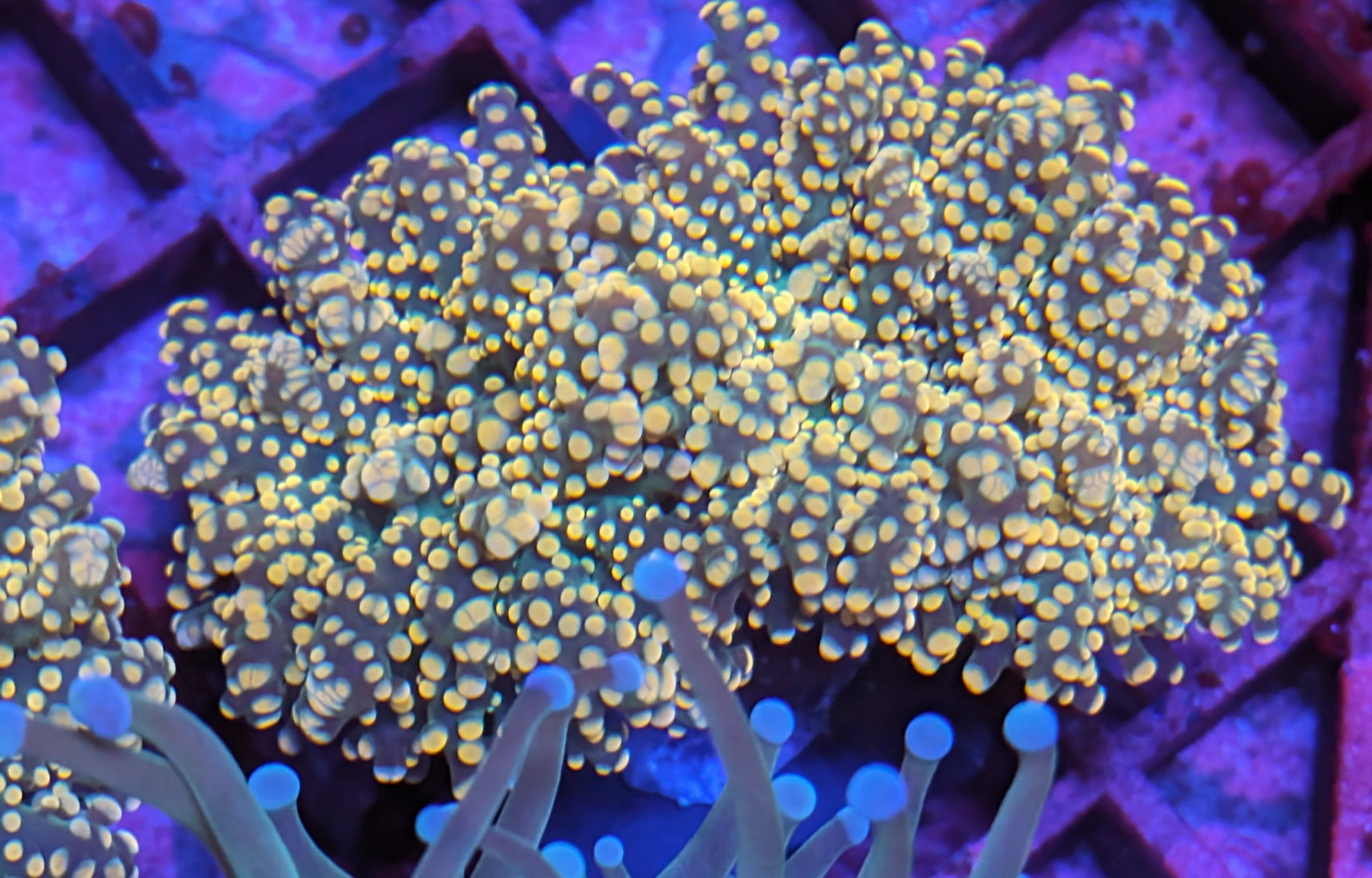 Double Orange Tip Frogspawn Coral - Blackfish Marine