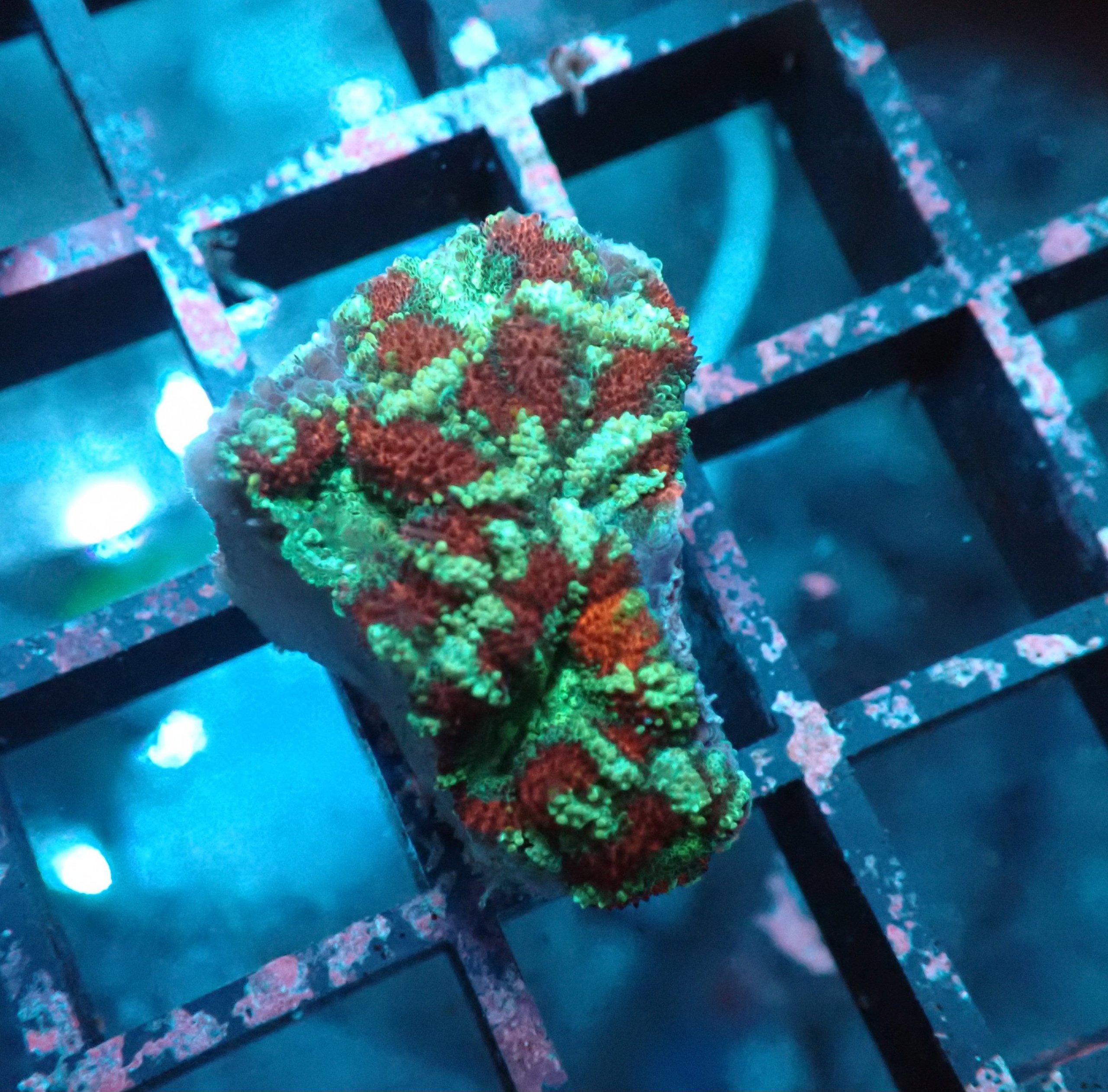 Acan Coral - Blackfish Marine