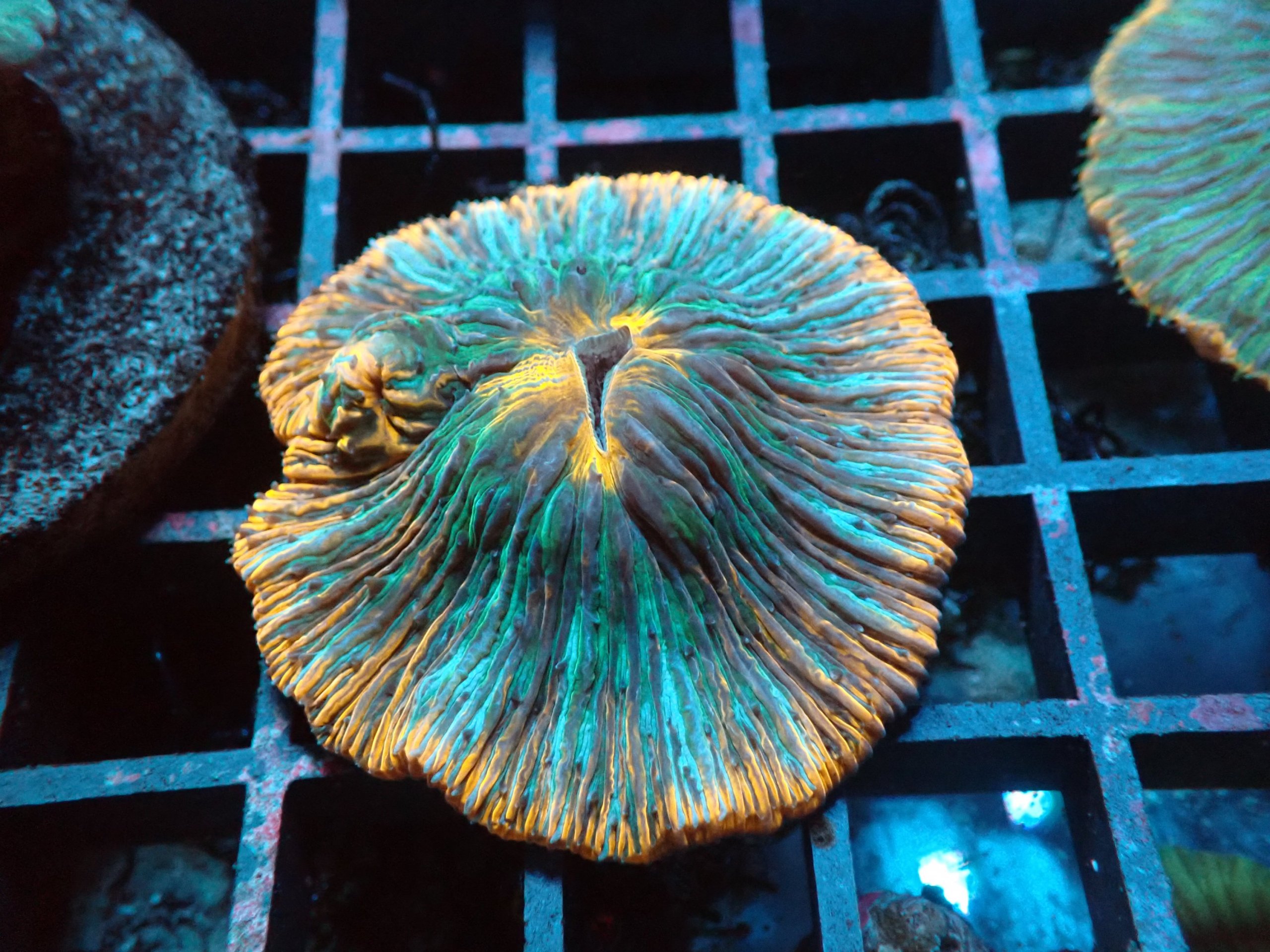Fungia Plate Coral - Blackfish Marine