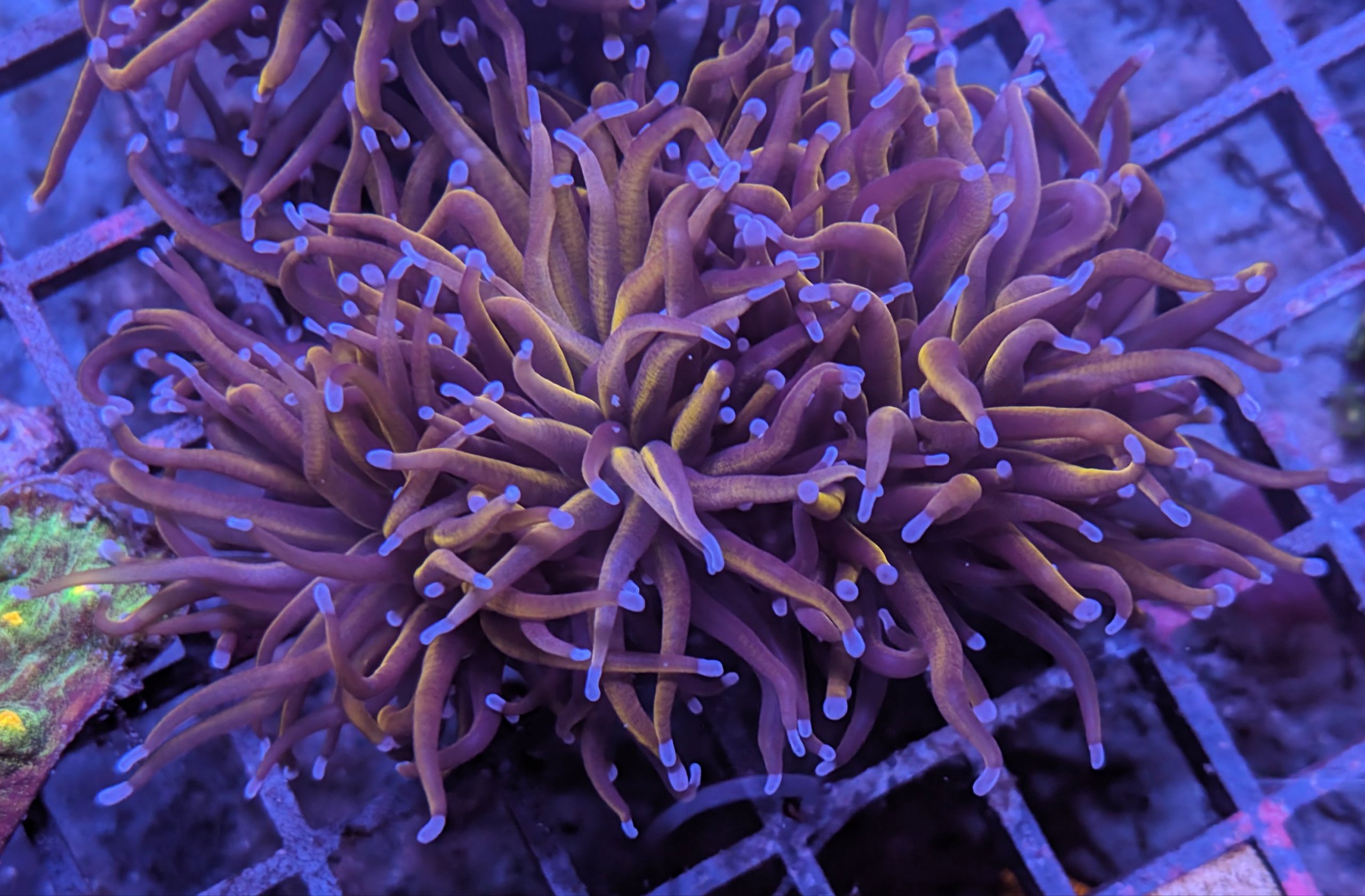 Indo Gold Torch Coral Double - Blackfish Marine