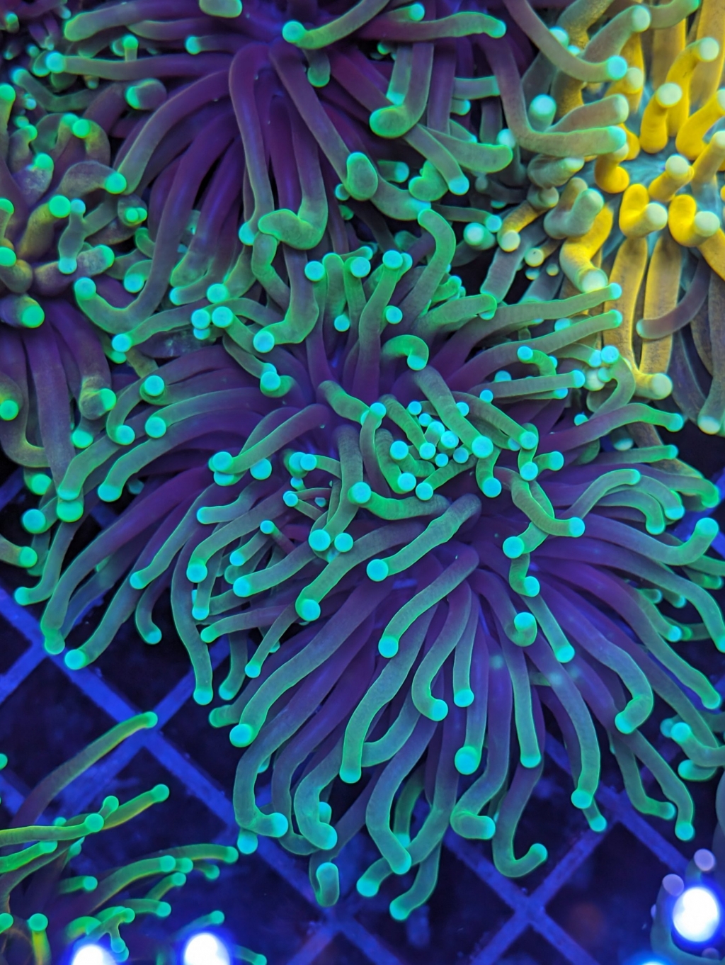 Torch Corals - Blackfish Marine Great Value, High Quality Mail Order Corals