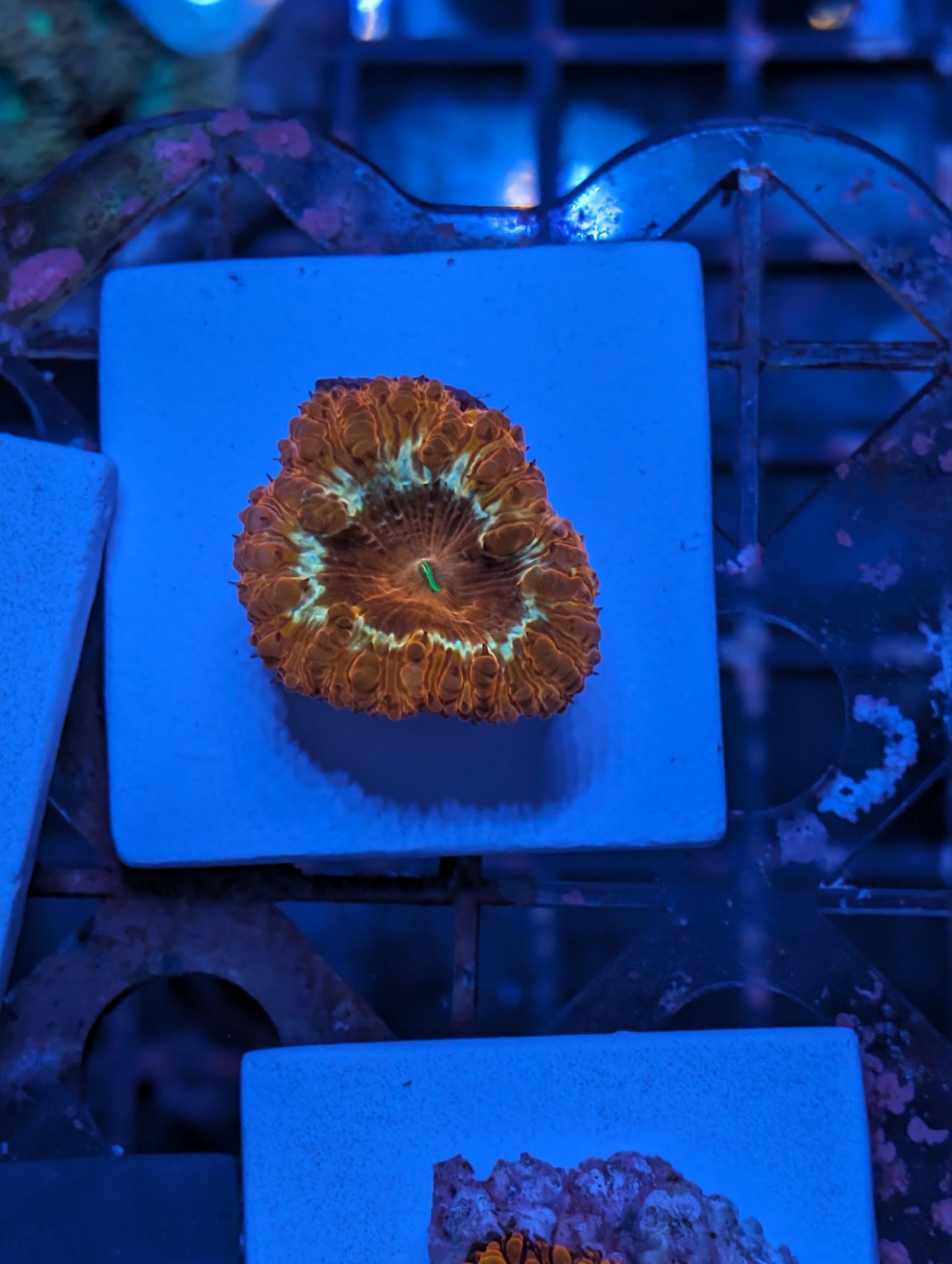 Ultra Blasto Coral - Blackfish Marine