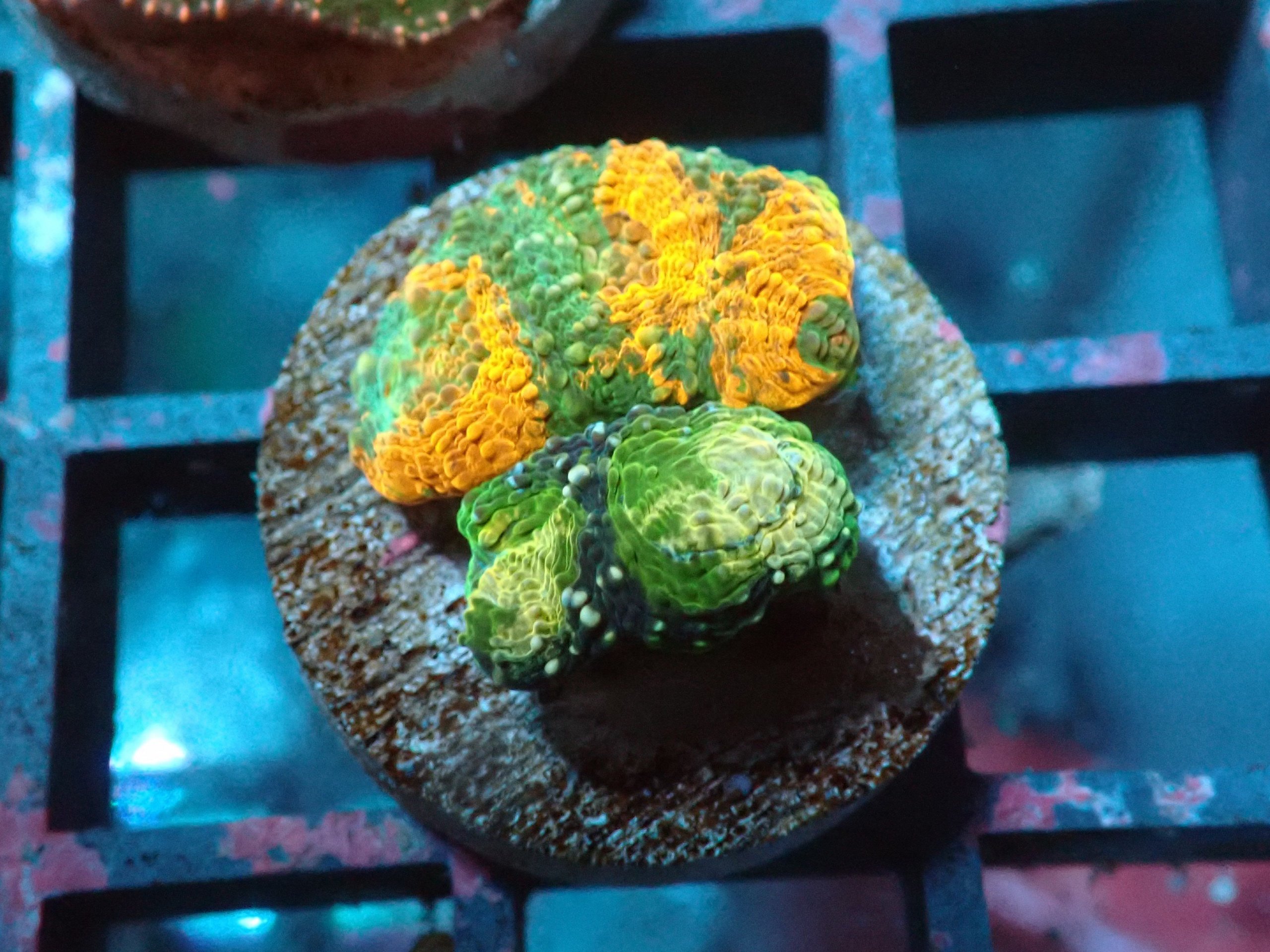 Effective Coral Fragging | Blackfish Marine