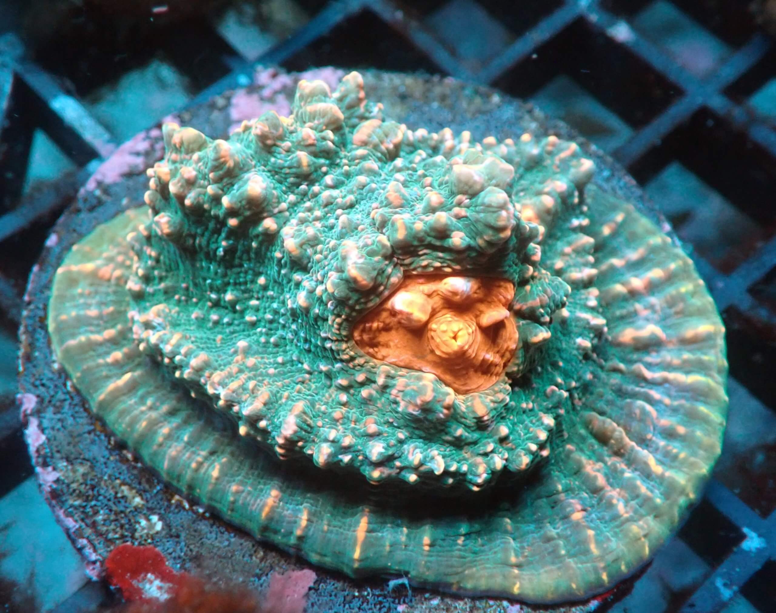 Chalice Coral Care Guide | Blackfish Marine