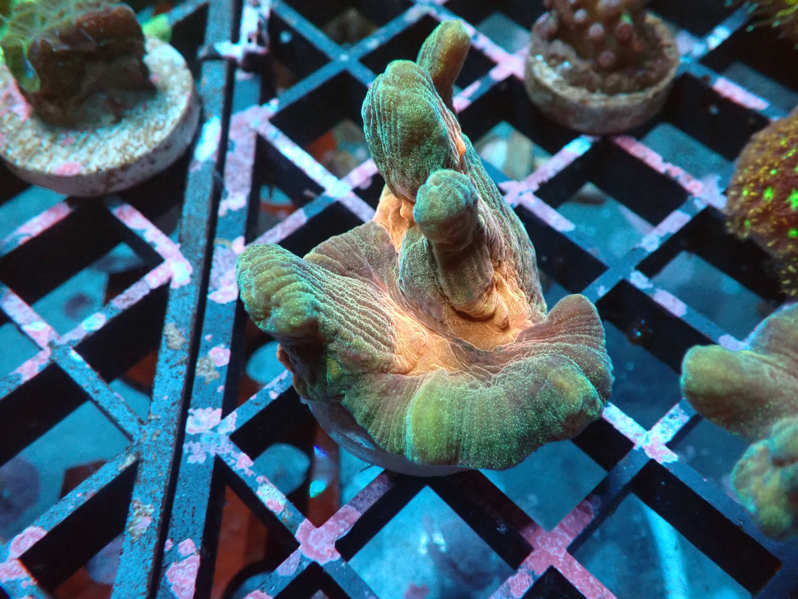 Pectina Coral Frag - Blackfish Marine