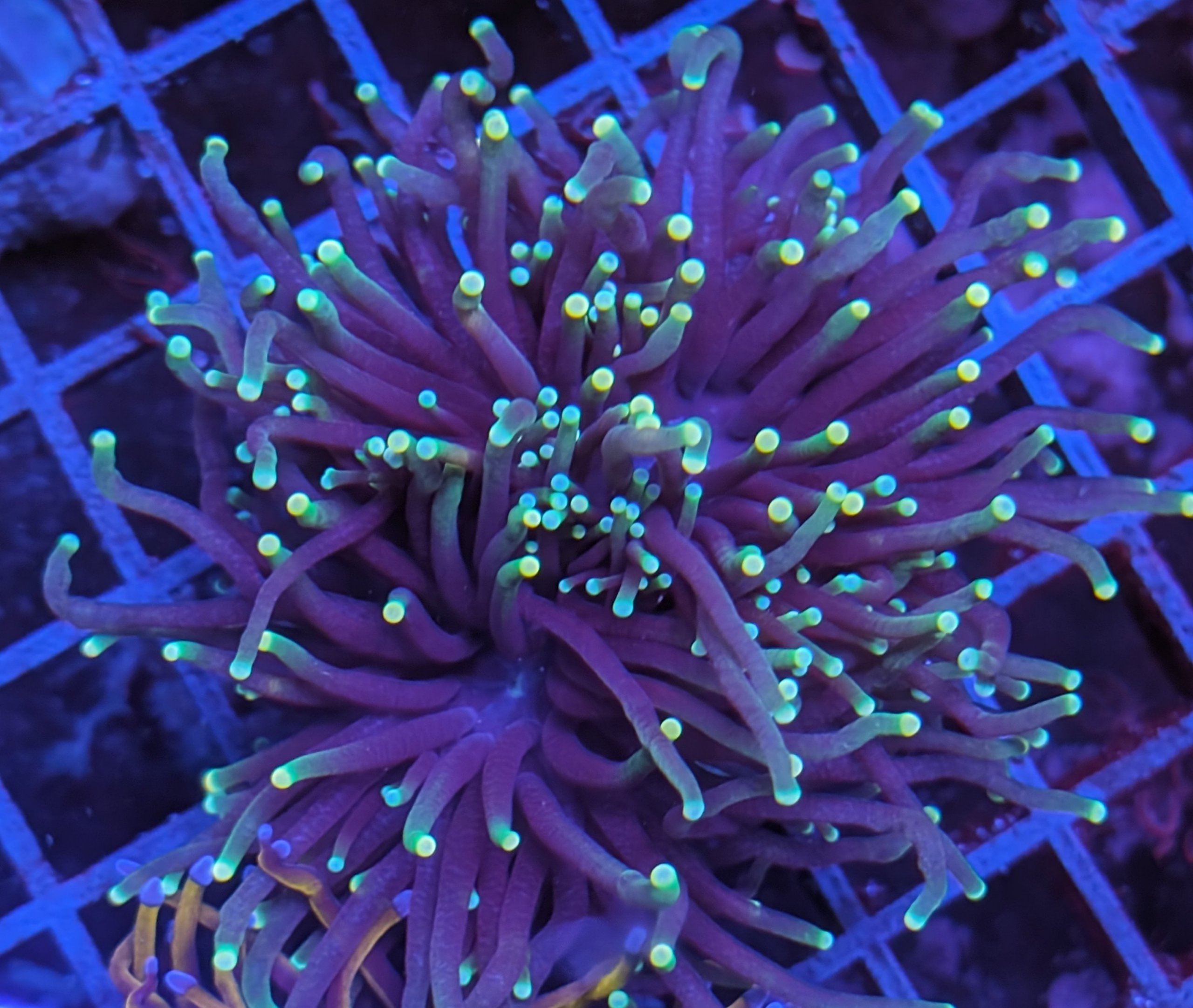 Rasta Torch Coral - Blackfish Marine