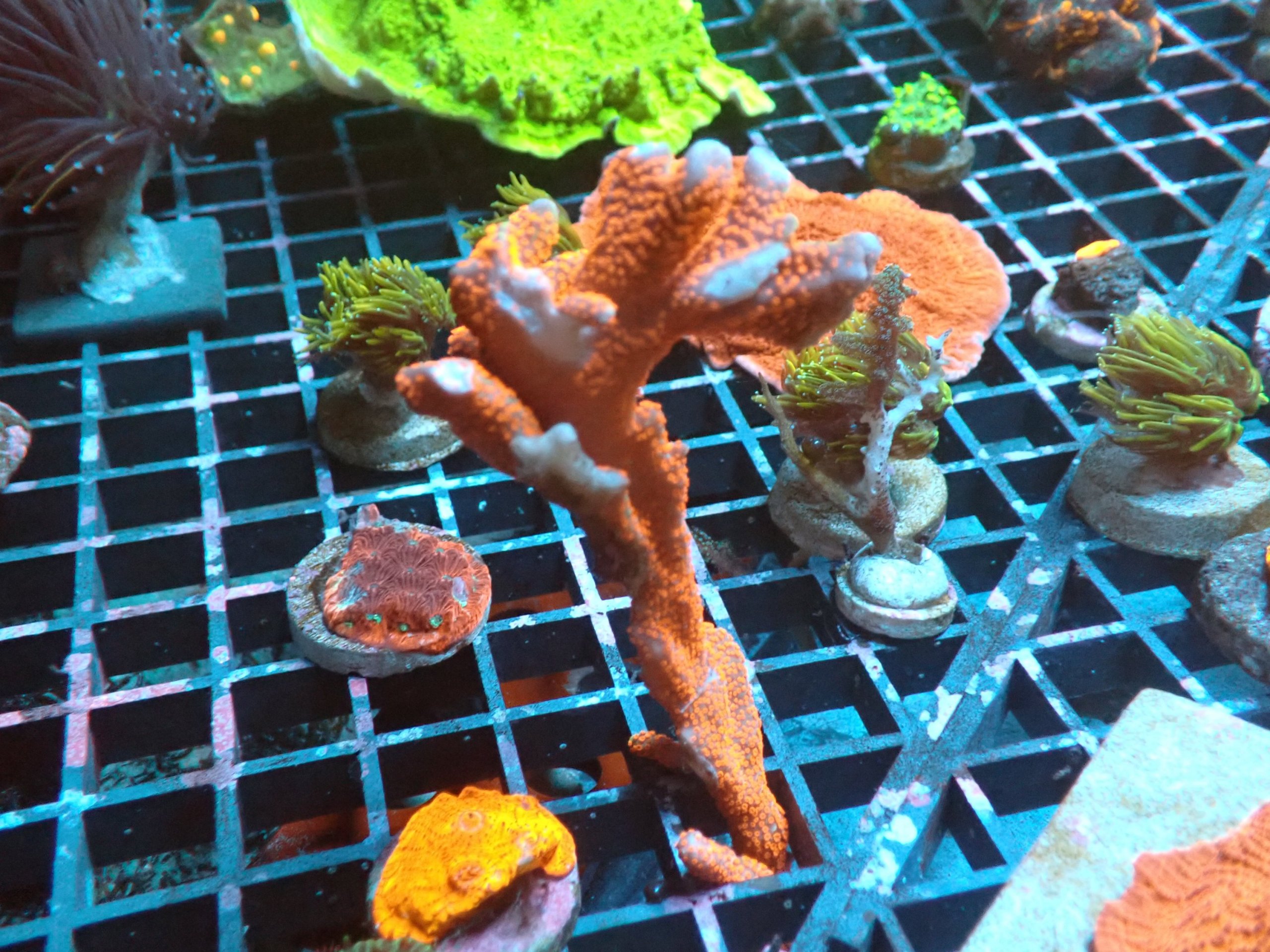 Forest Fire Digi Frag - Blackfish Marine